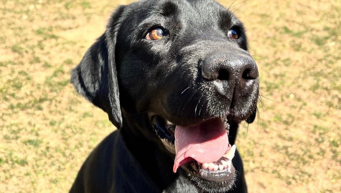 Fundraiser by Nicole Myers : My mother and her hearing guide dog Gilly