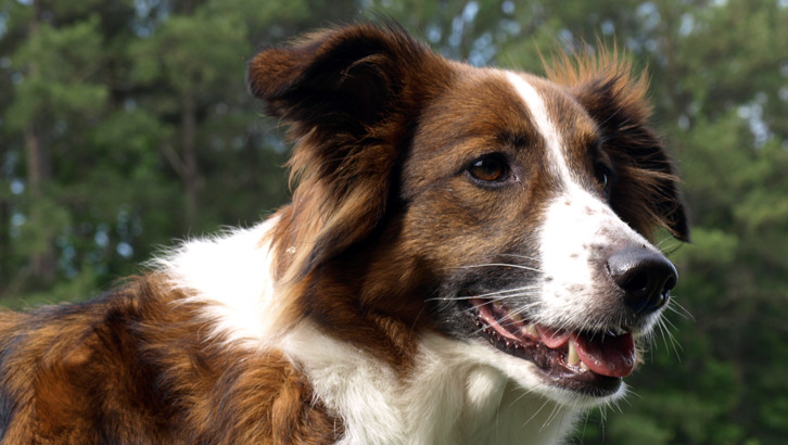 Fundraiser by Laura Dykstra : Help Bring Roper Home, lost from North ...