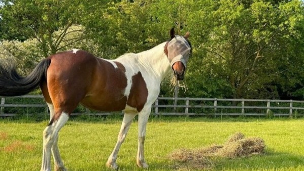 Fundraiser for Gary McHolland-Pilcher by ADO Services : Surgery ...