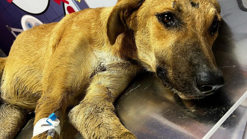 Fundraiser by Melissa Reid : Save the lives of Iraq’s beautiful street dogs