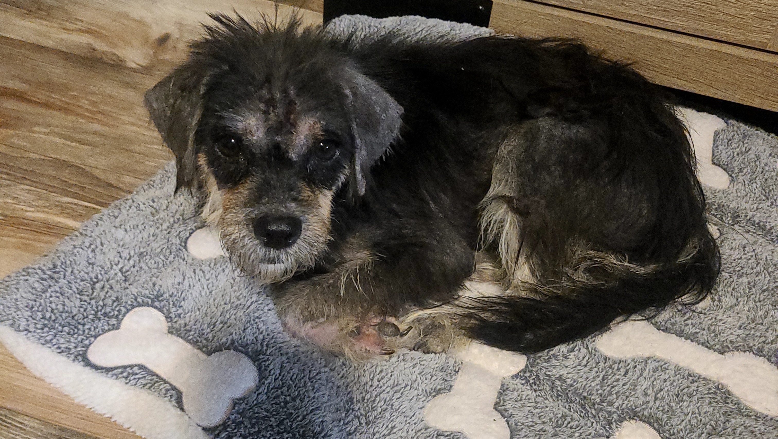 Fundraiser by Carrie Rouse : Help El Patio Clyde get well!