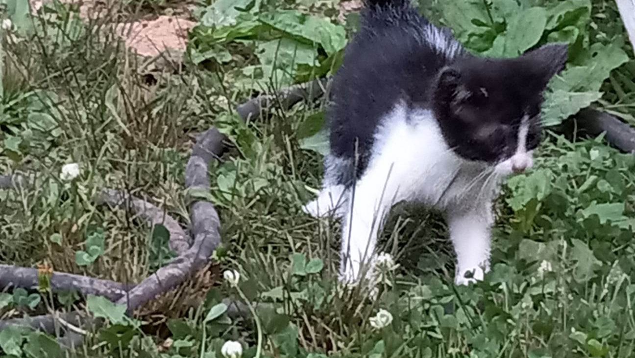 Fundraiser by Walter Joseph Joey Collins : Please help save the feral ...