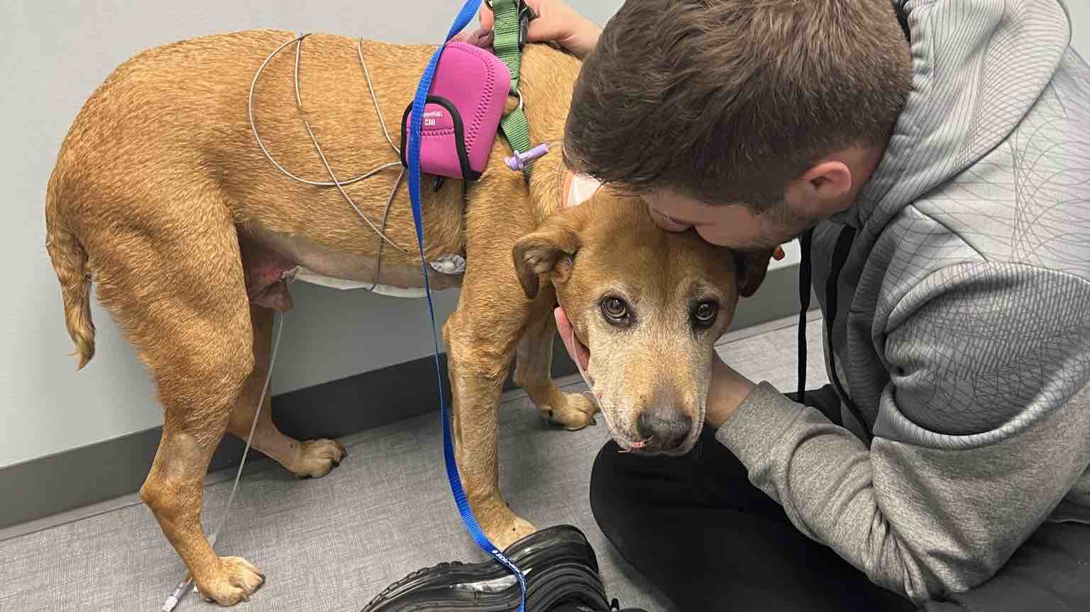 Fundraiser by Alexandra Hagin : Help With Costs For Marley’s Emergency ...