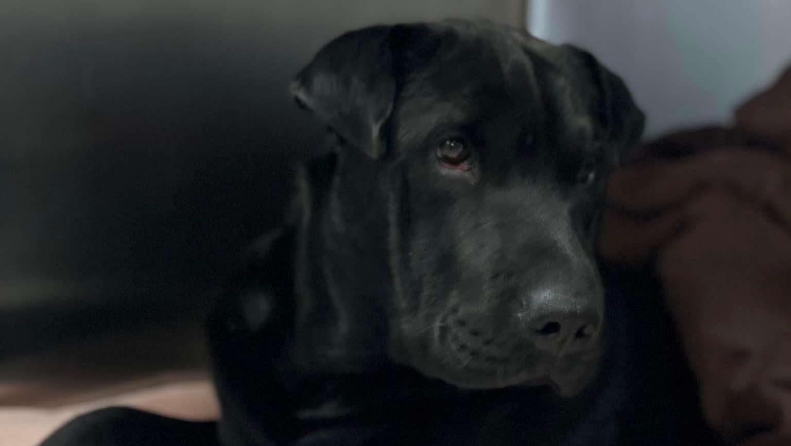 Fundraiser for Scott Brown by Erin Stoddard : “Trooper” - stray pup hit ...