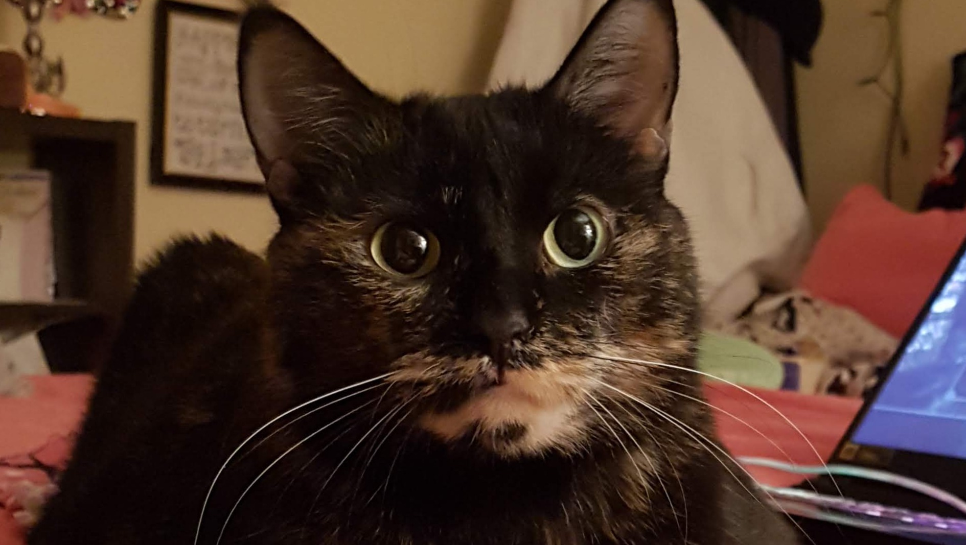 Fundraiser by Emily Anne Aman : Moonys medical bills