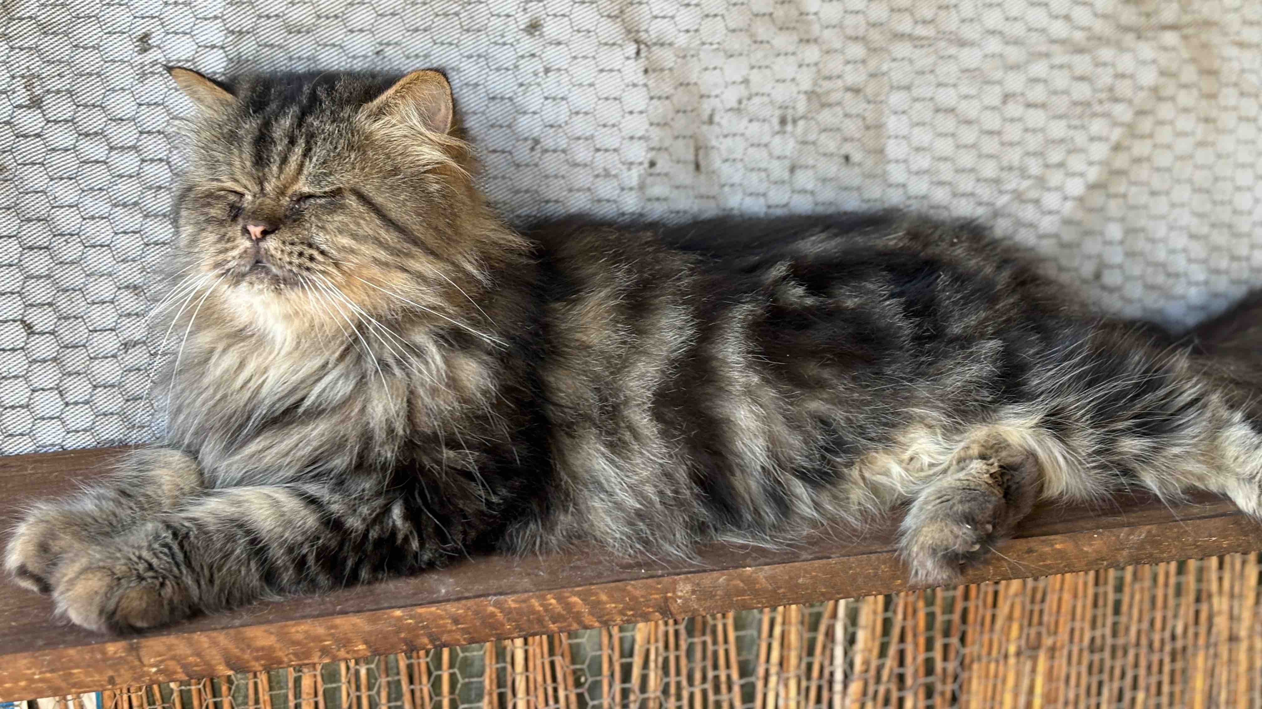 Fundraiser by Maria Malama : Help disabled & sick cats at Maria’s Cathouse