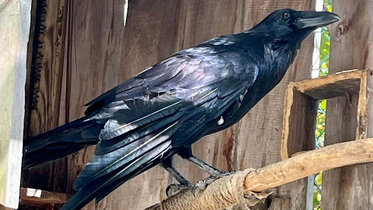 Fundraiser by Stacy Salpietro-Babb : A Home for Remi the Raven