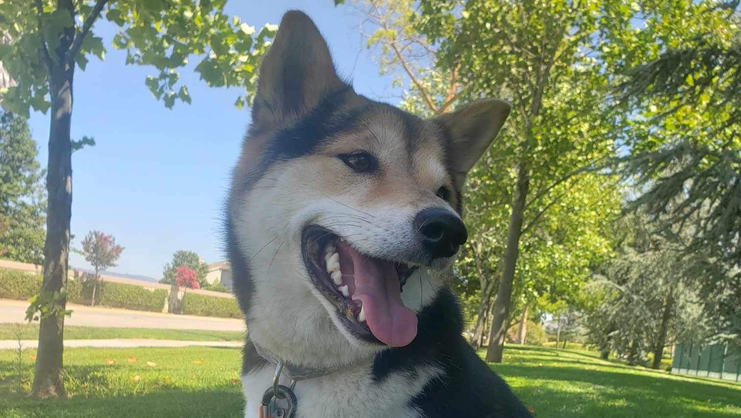 Fundraiser by Jordan Roberts : Save Mochi