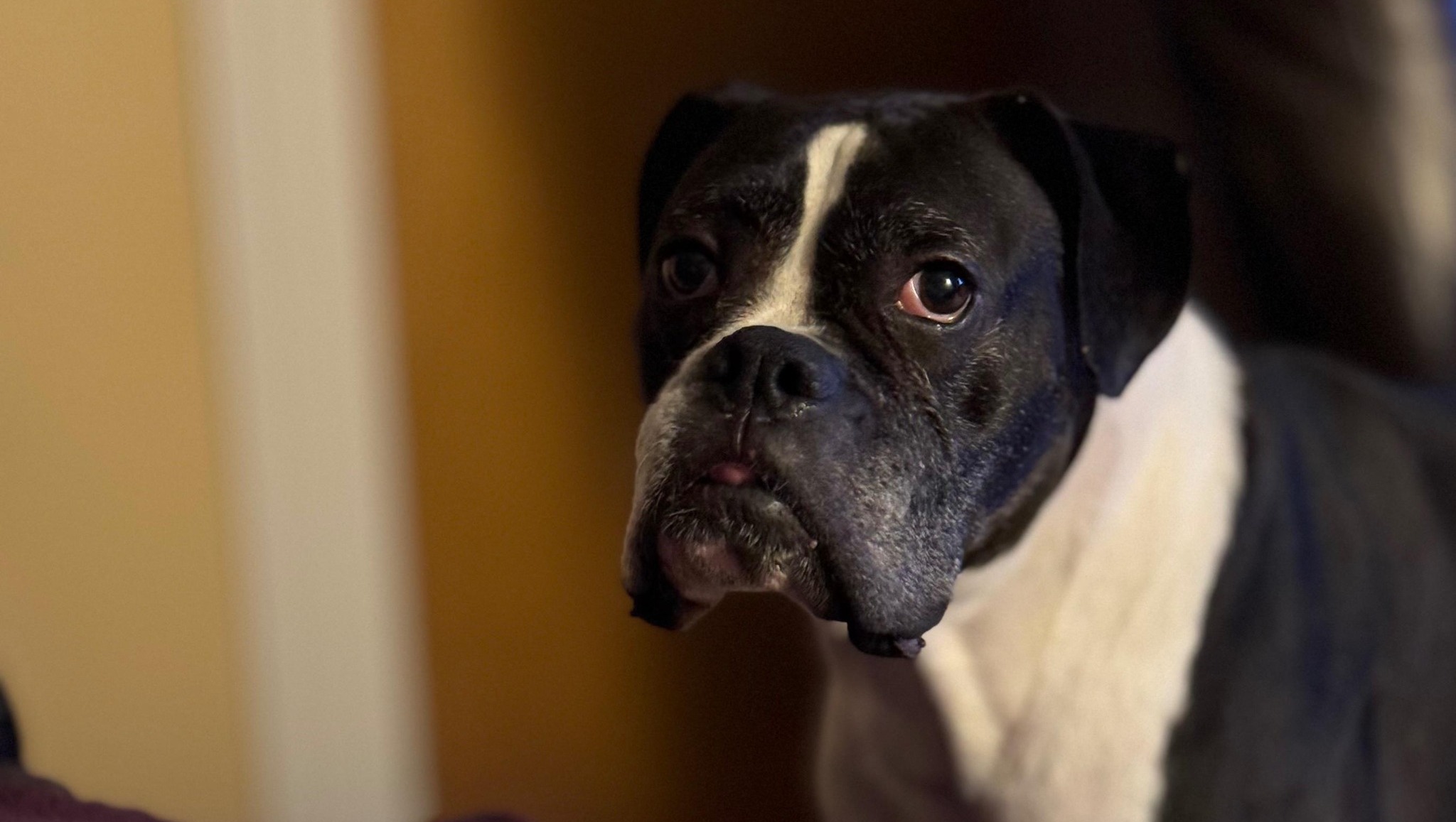 Fundraiser for Lucas Lira by Alayna Alonzo : Help Us Save Lennox - A Beloved Boxer in Need