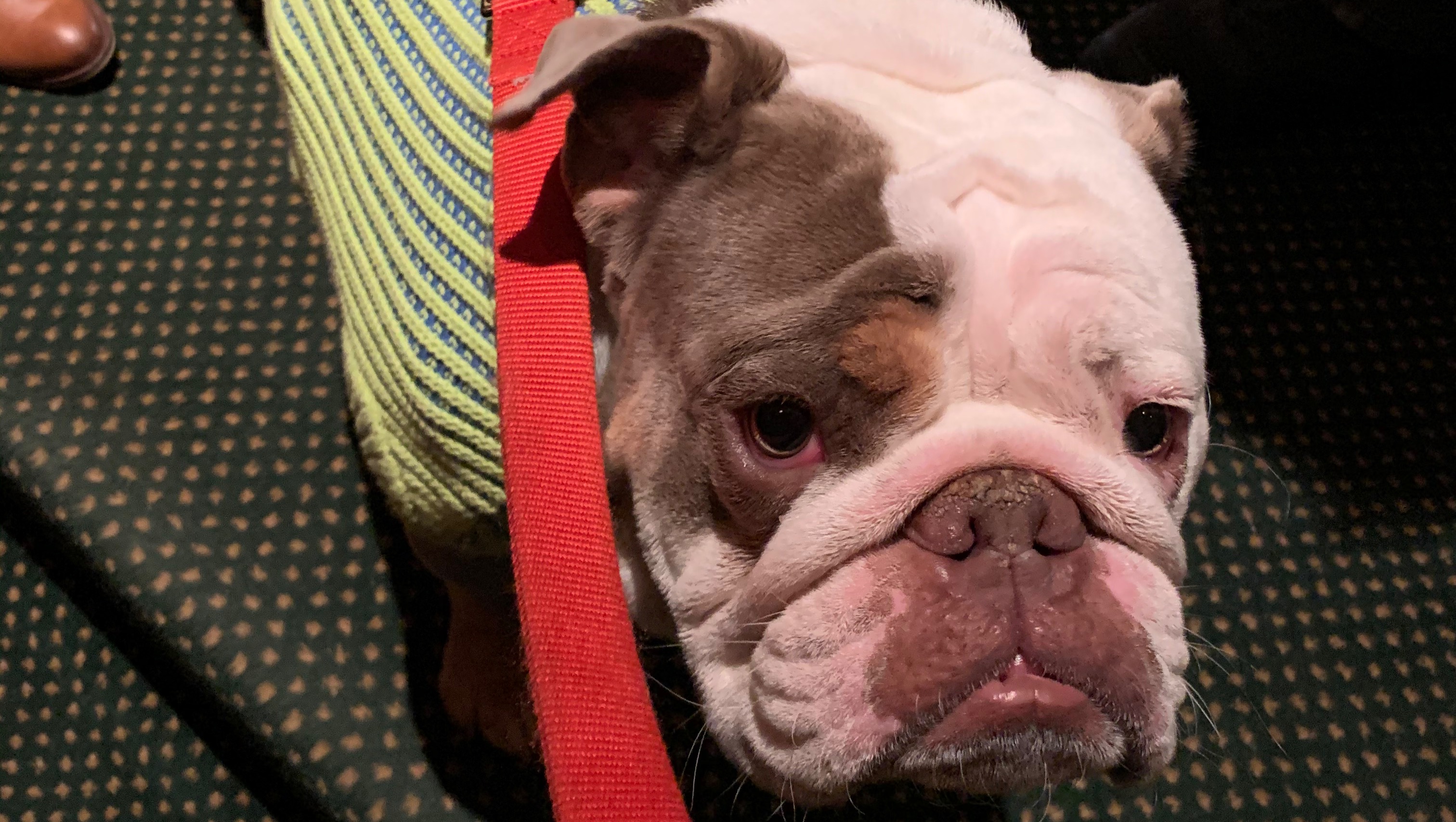 Fundraiser for Gracie Minnis by Maria MInnis : Our dear Gravy's medical ...