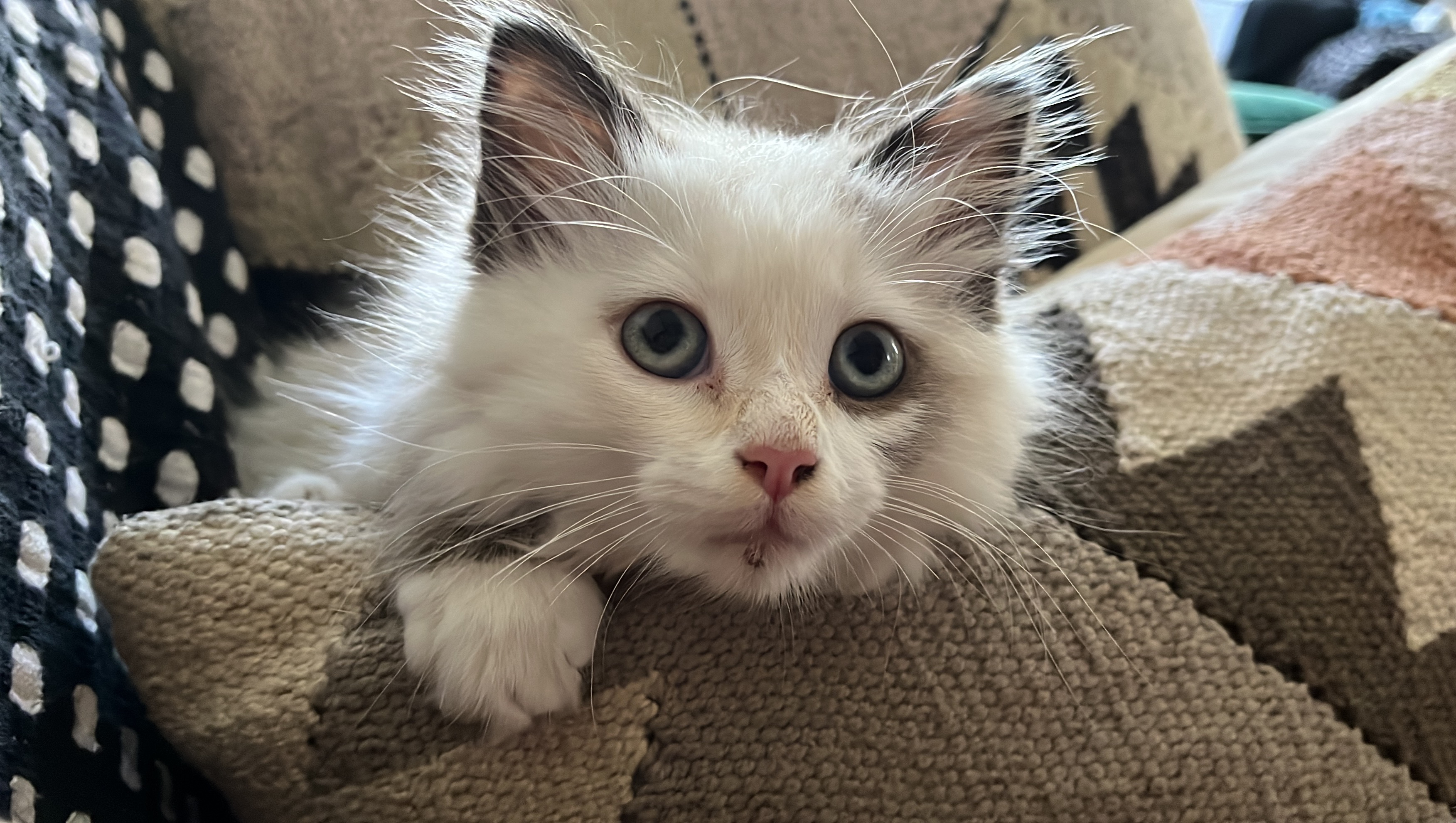 Fundraiser by Erica Rosenkrantz : Jeffrey; Bilateral Mandibular Lip ...