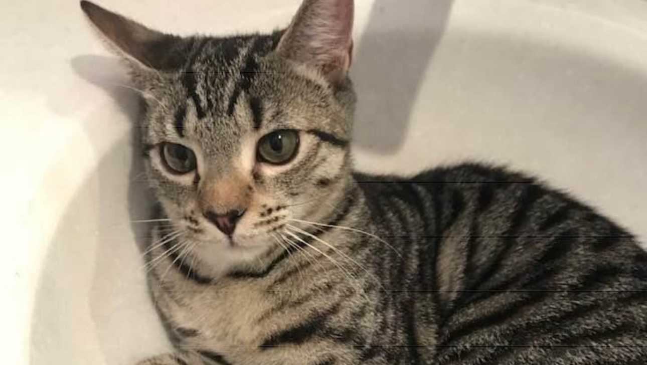 Fundraiser for Arlene Boyer by Juliette Hutchison : Malcolm’s ...