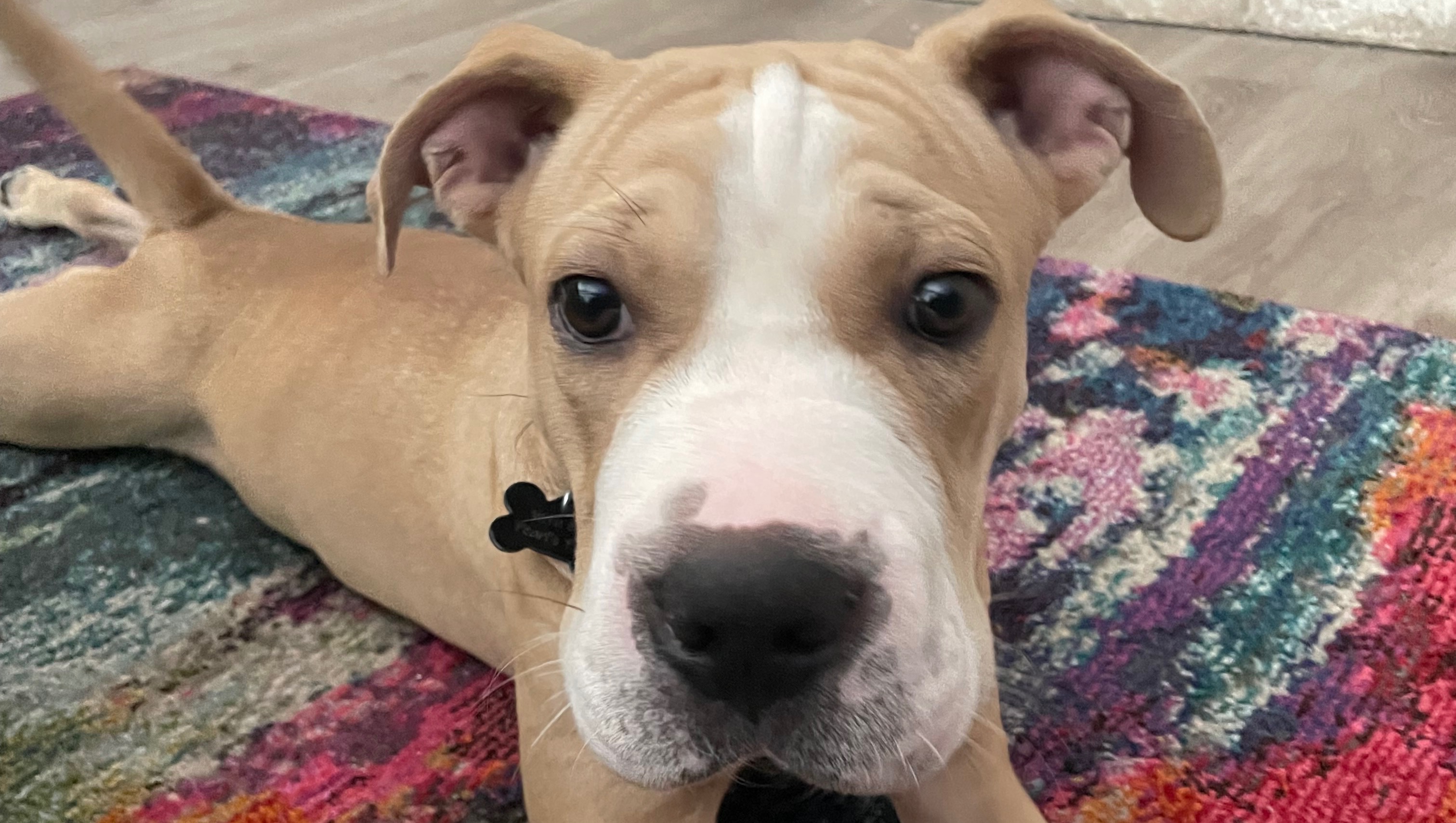 Fundraiser by Tyler Rives : Heart Surgery for Moose