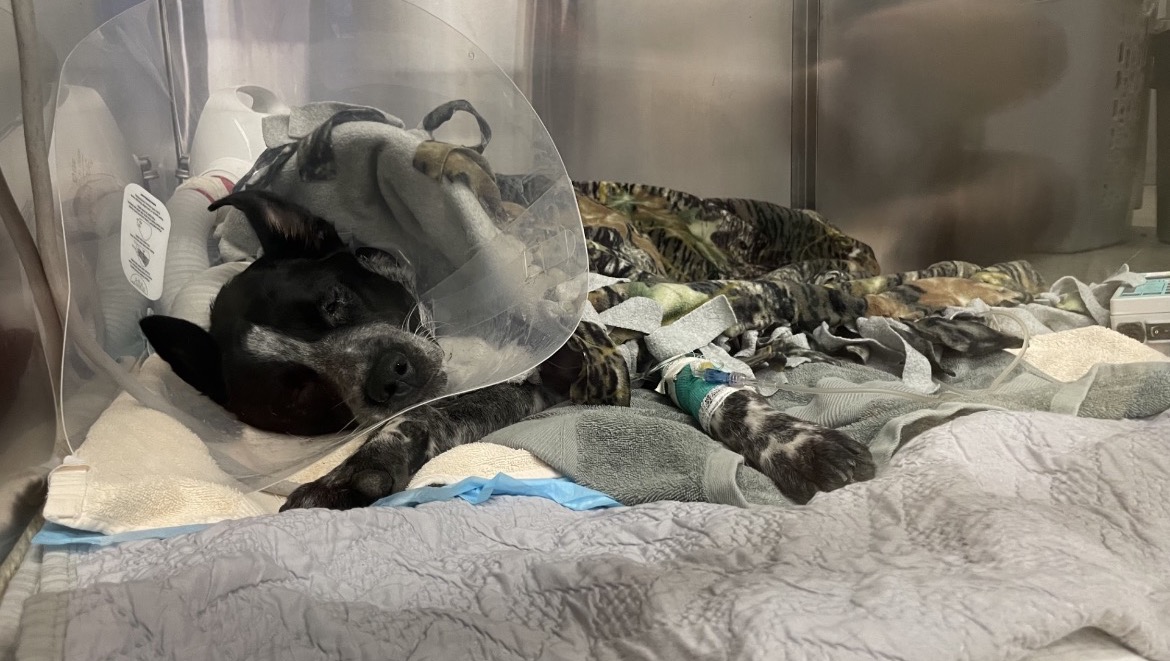 Fundraiser by Amanda Hughey : Obie Health Journey