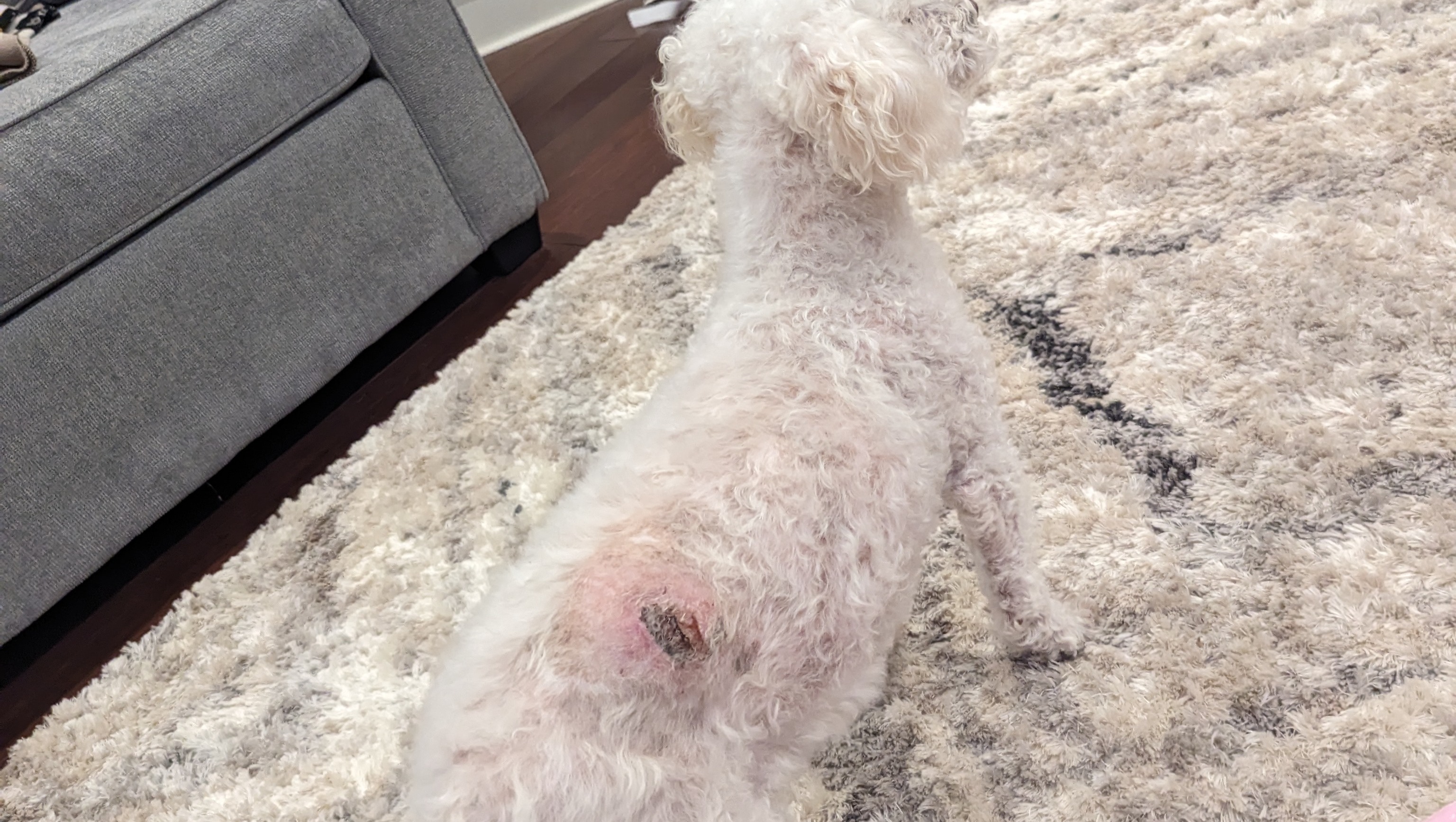 Fundraiser by alex herrera : Bee's surgery