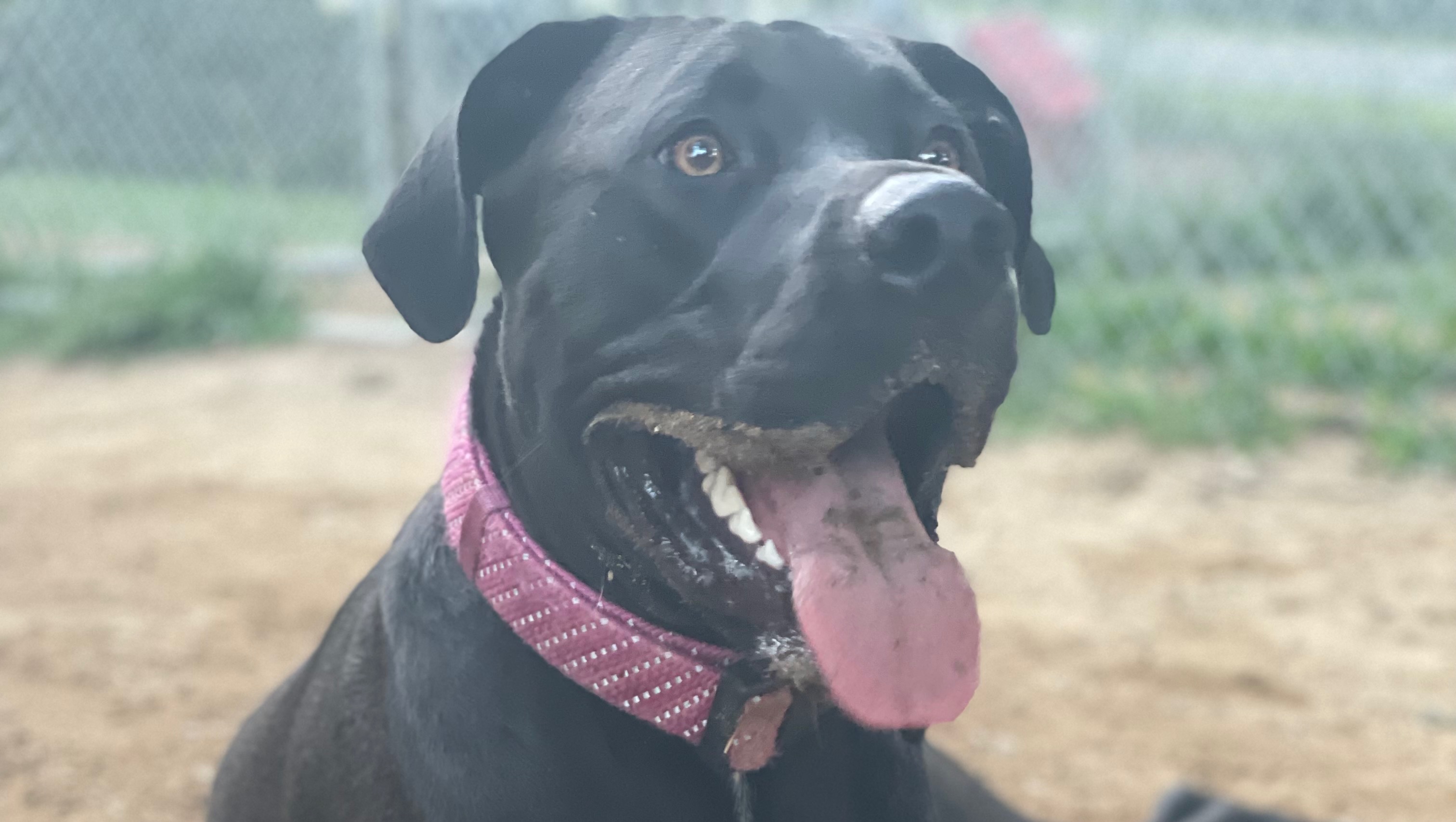 Fundraiser by Jonathan Alley : Surgery for our pup Keelee
