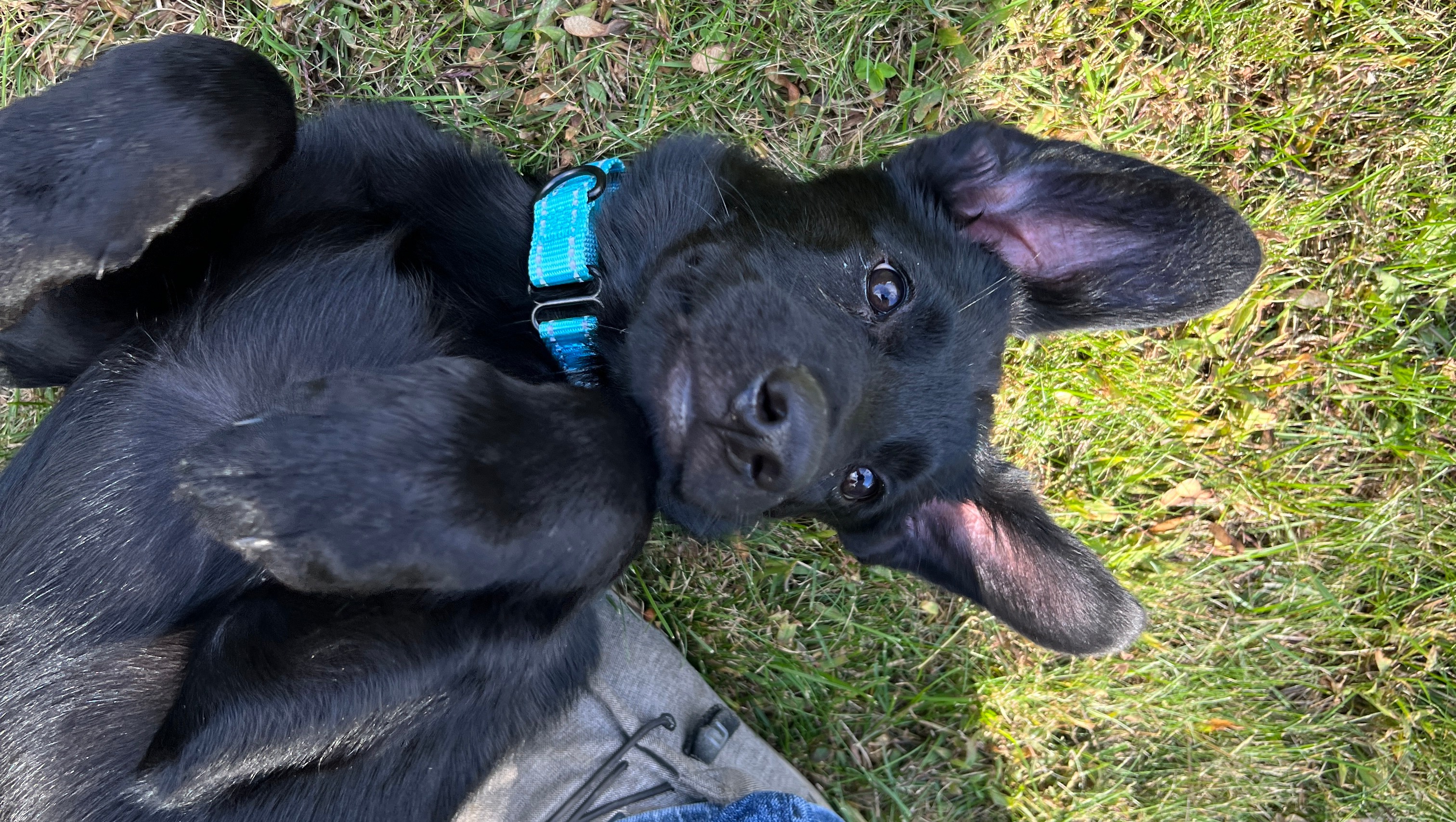 Fundraiser by Logan Conklin : Saving Rex and Gigi's Life