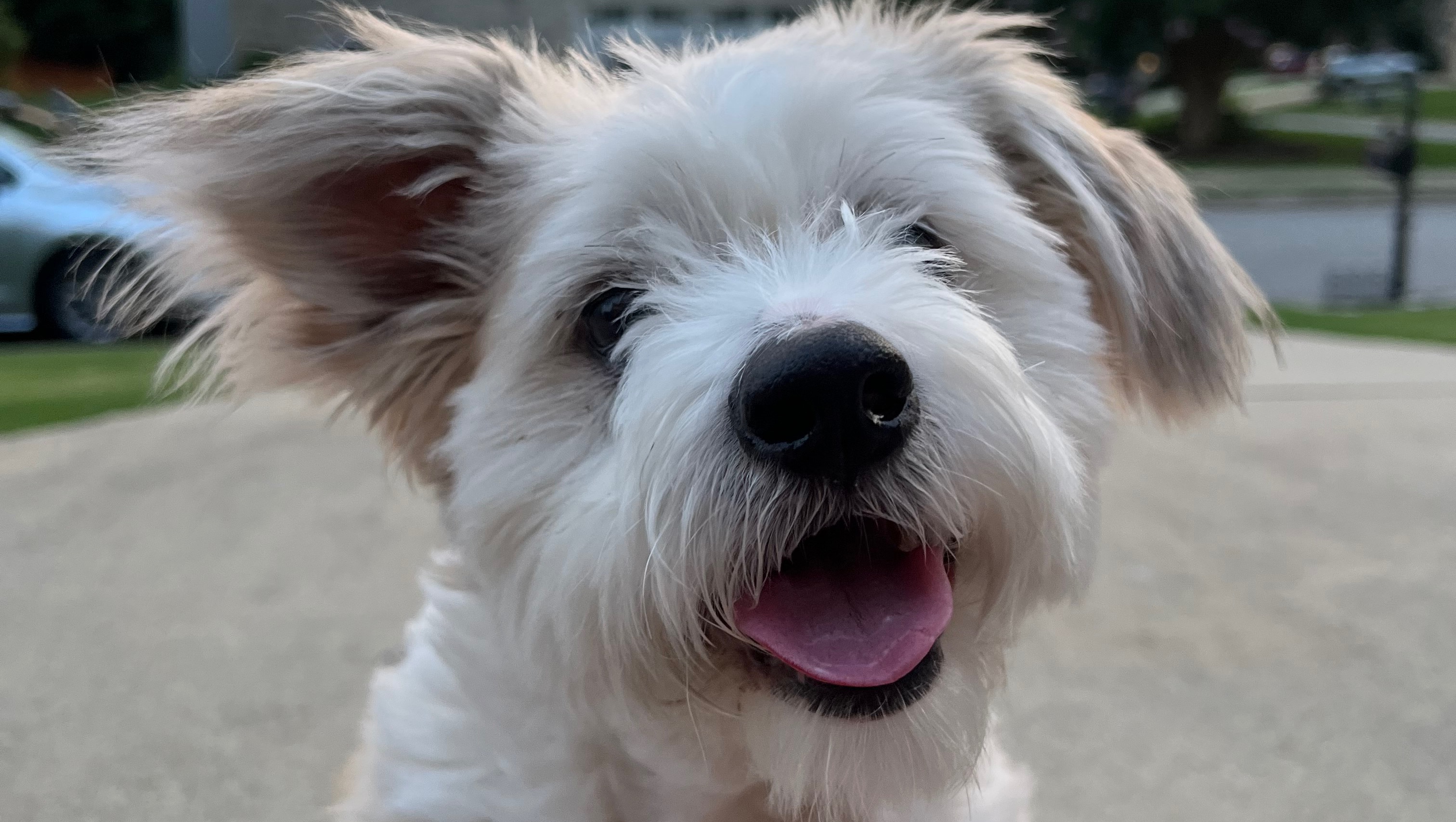 Fundraiser by Andrea Phan : Willow’s surgery