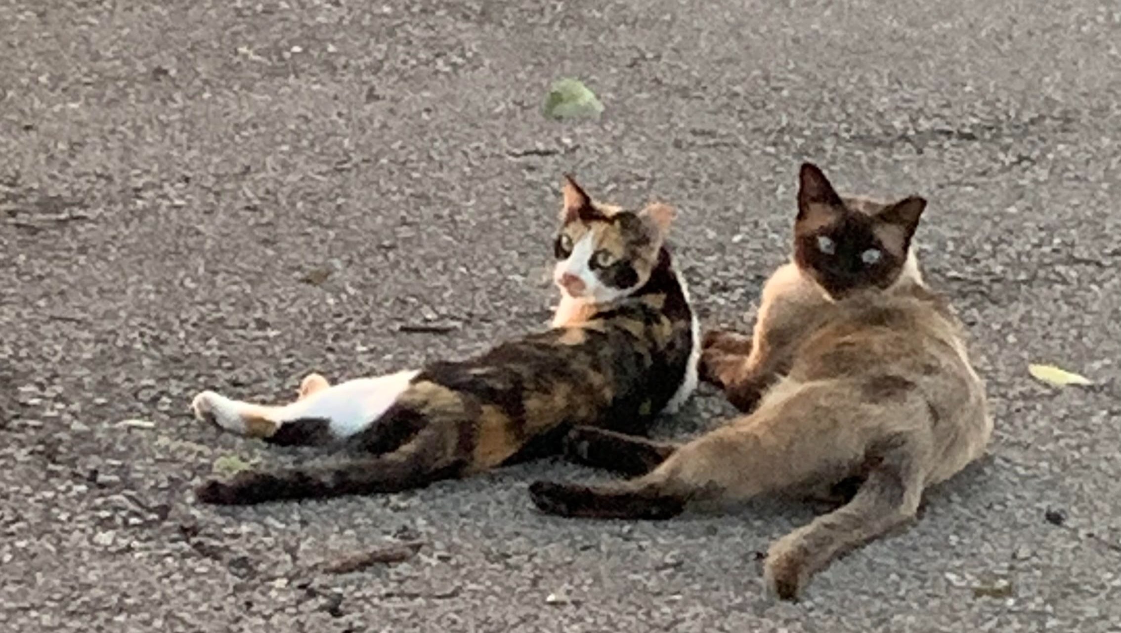 Fundraiser by Devi Kaur Evangelho : Donate to help Sammie the Siamese cat