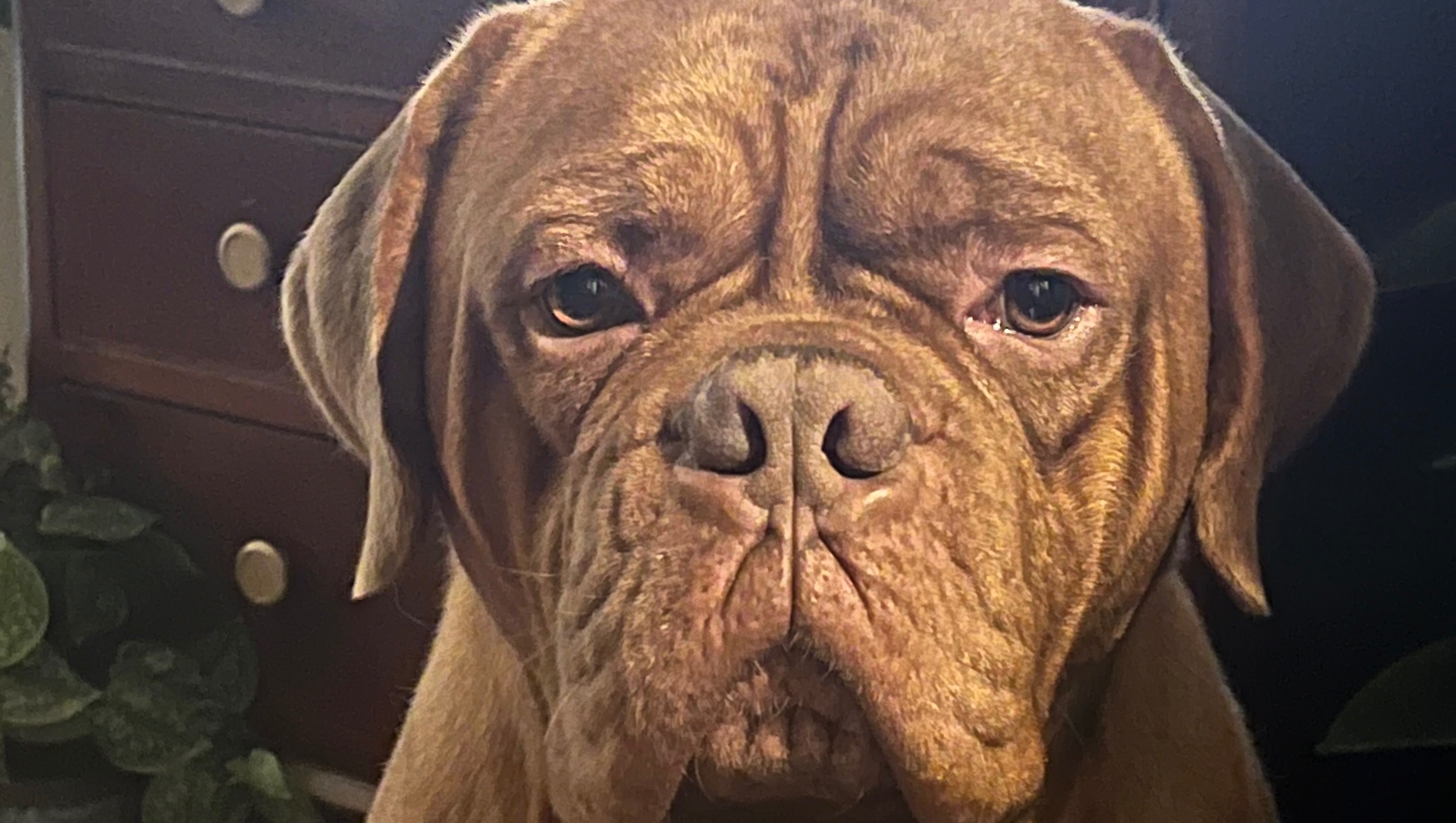 Fundraiser by Fiona Mercer : Help chester