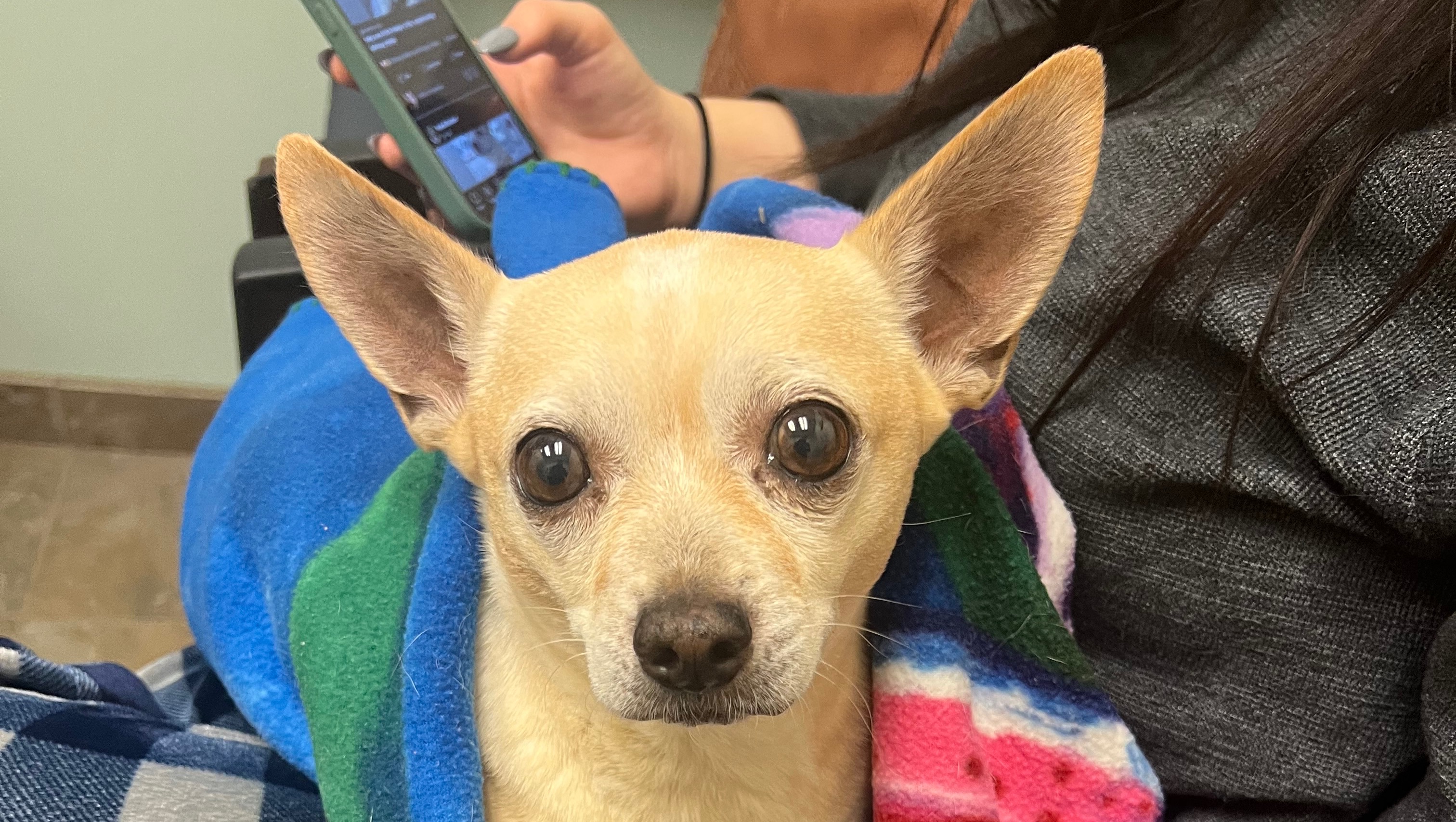 Fundraiser by Kayleigh Arnold : Help save little Dobby’s Life