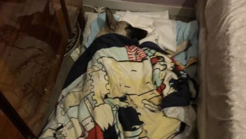 Fundraiser by Adam Ilyas : Les soins de Yuno, petit malinois de 4 mois