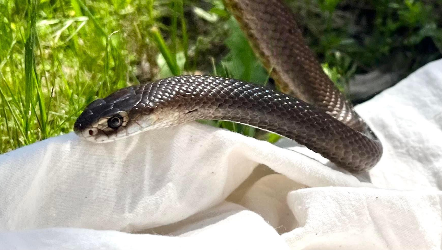 Fundraiser for Tessa Esparon by Elizabeth Hewitt : Tessa the snake lady