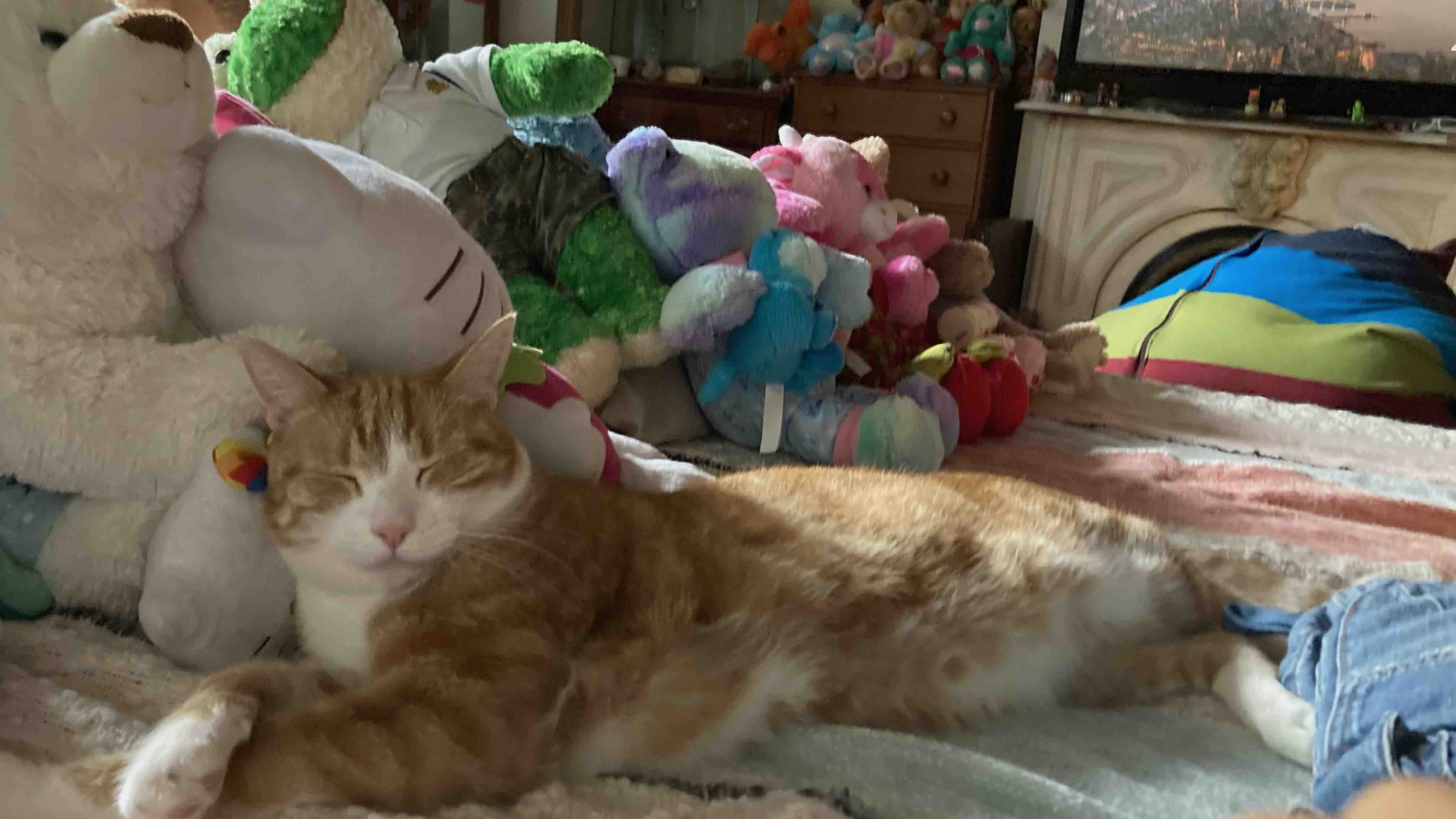 Fundraiser by Kimberly Budnick : Save Jeff the Cat from LifeThreatening ...