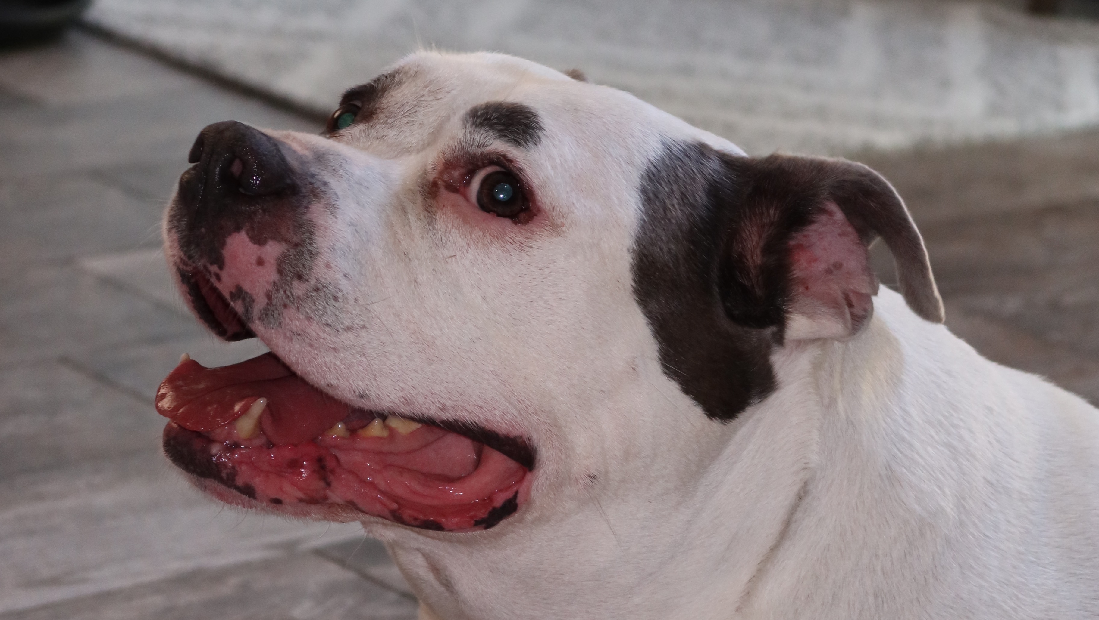 Fundraiser by Rozalene Banta : Help Us Give TumTum a Second Chance