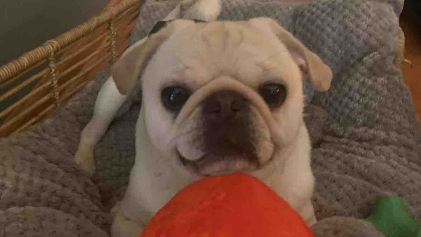 Fundraiser for Lacy Scull by Kayla Herrage : Winston’s surgery