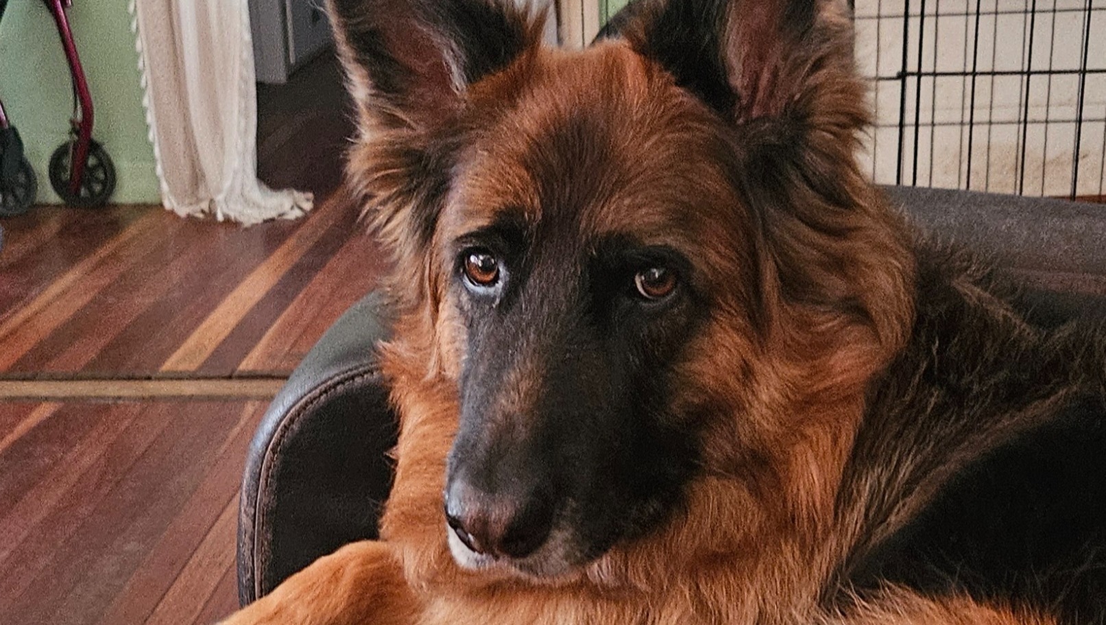 Fundraiser by Rachel Pritchard : Help Save Layla the Long Haired German ...