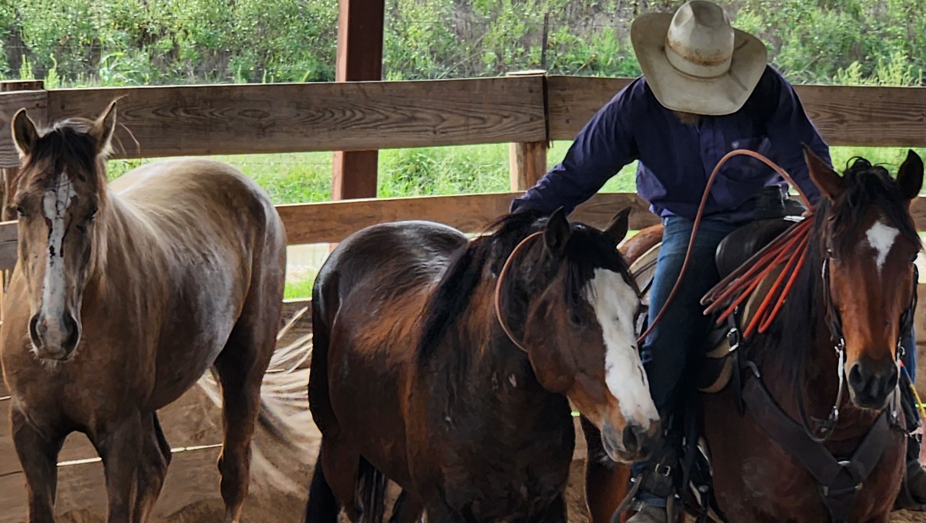 Fundraiser by Caitlin Davison : Slaughter Bound Horse Rescue