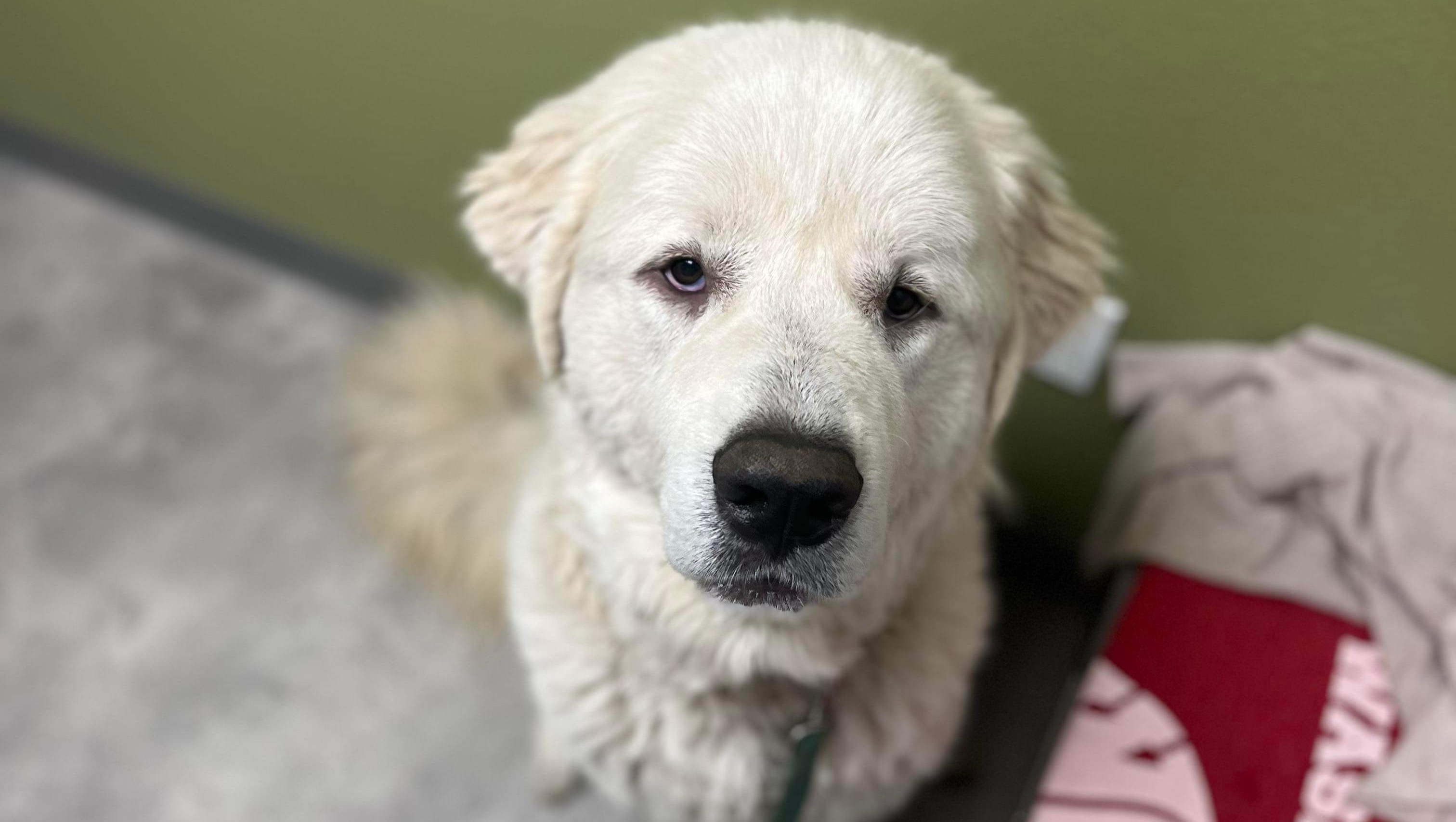 Fundraiser for Casey Holcomb by Crystal Nelson : Help Casey pay Solo's ...