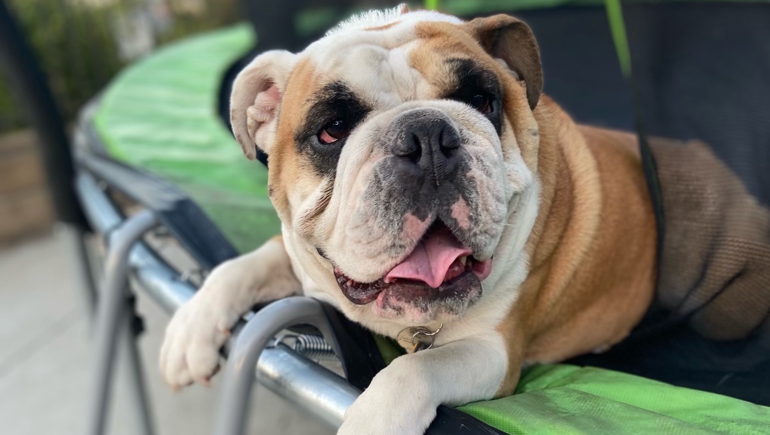 Fundraiser by Jessica Sandoval : Help Duke fight a brain tumor