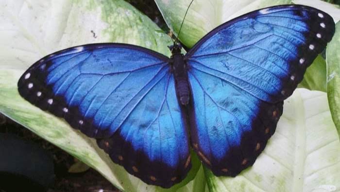 Fundraiser by Christine Ryan : Reopen the Popp Butterfly Conservatory
