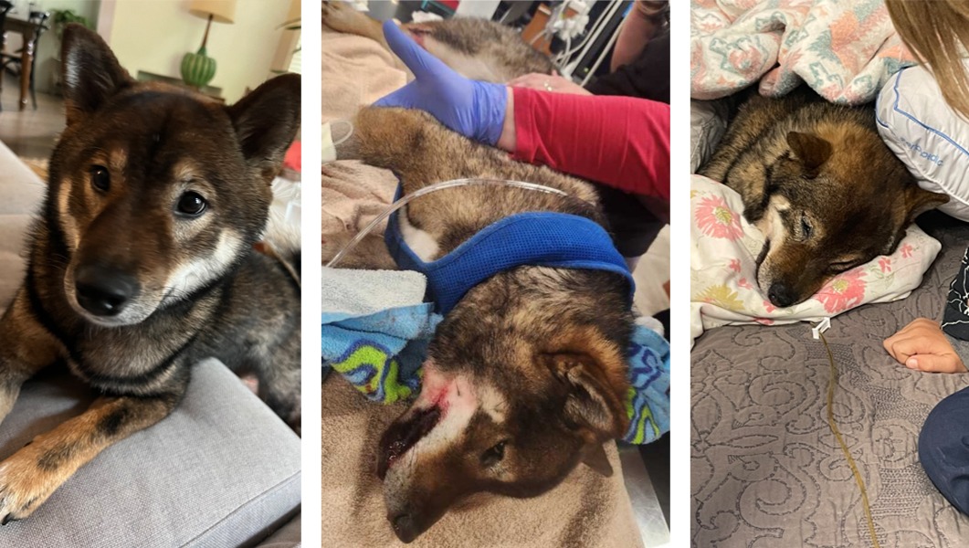 Fundraiser for Wendy Fisher by Erin Hellstrom : Help Tanji, Pelto ...