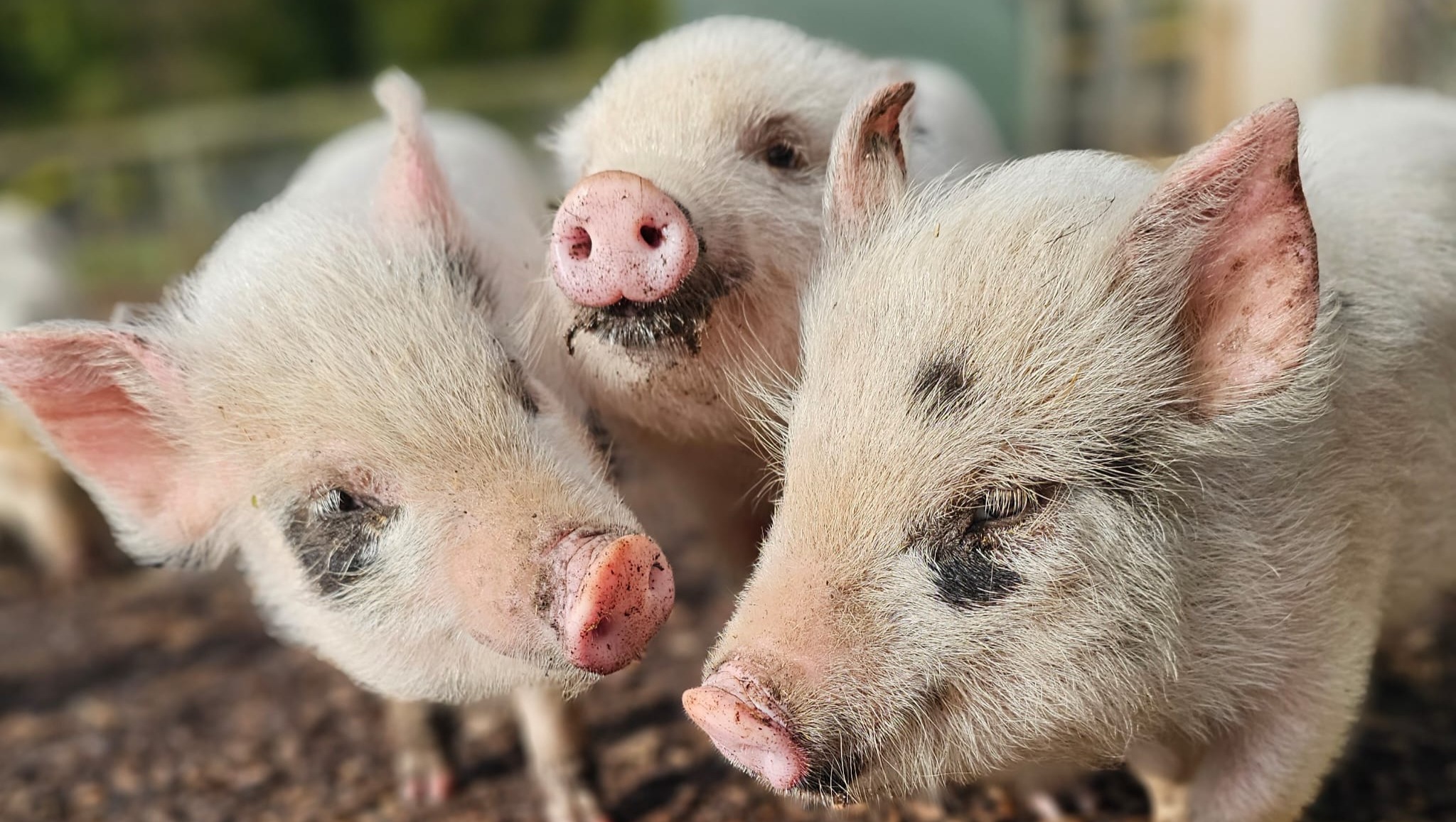 Fundraiser by Kew Little Pigs Farm Ltd : 4 The ️ of Pigs : Help the Farm!