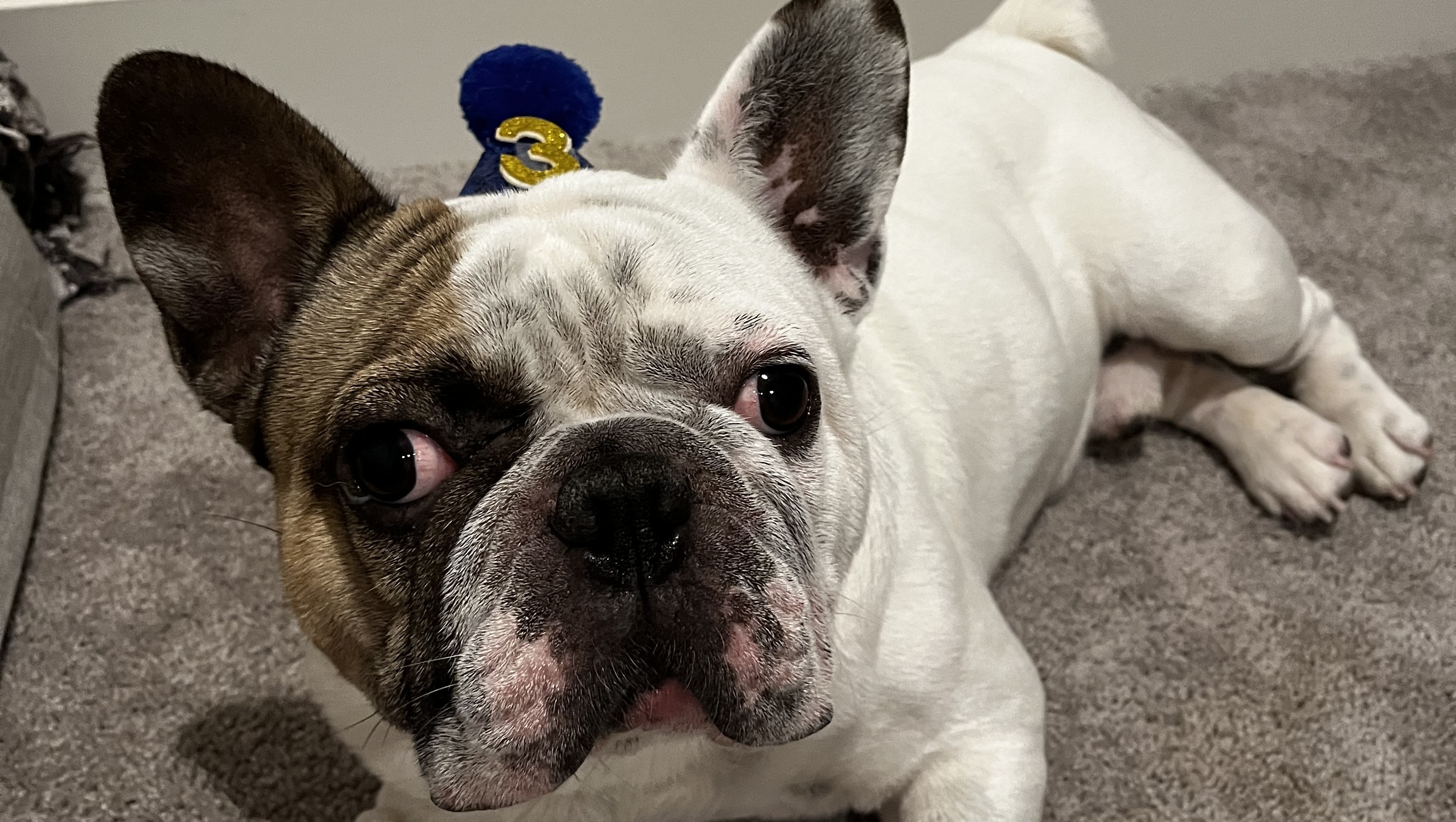 Fundraiser by Jenessa Cardenas : Zuko the Frenchie Get Life Saving Surgery