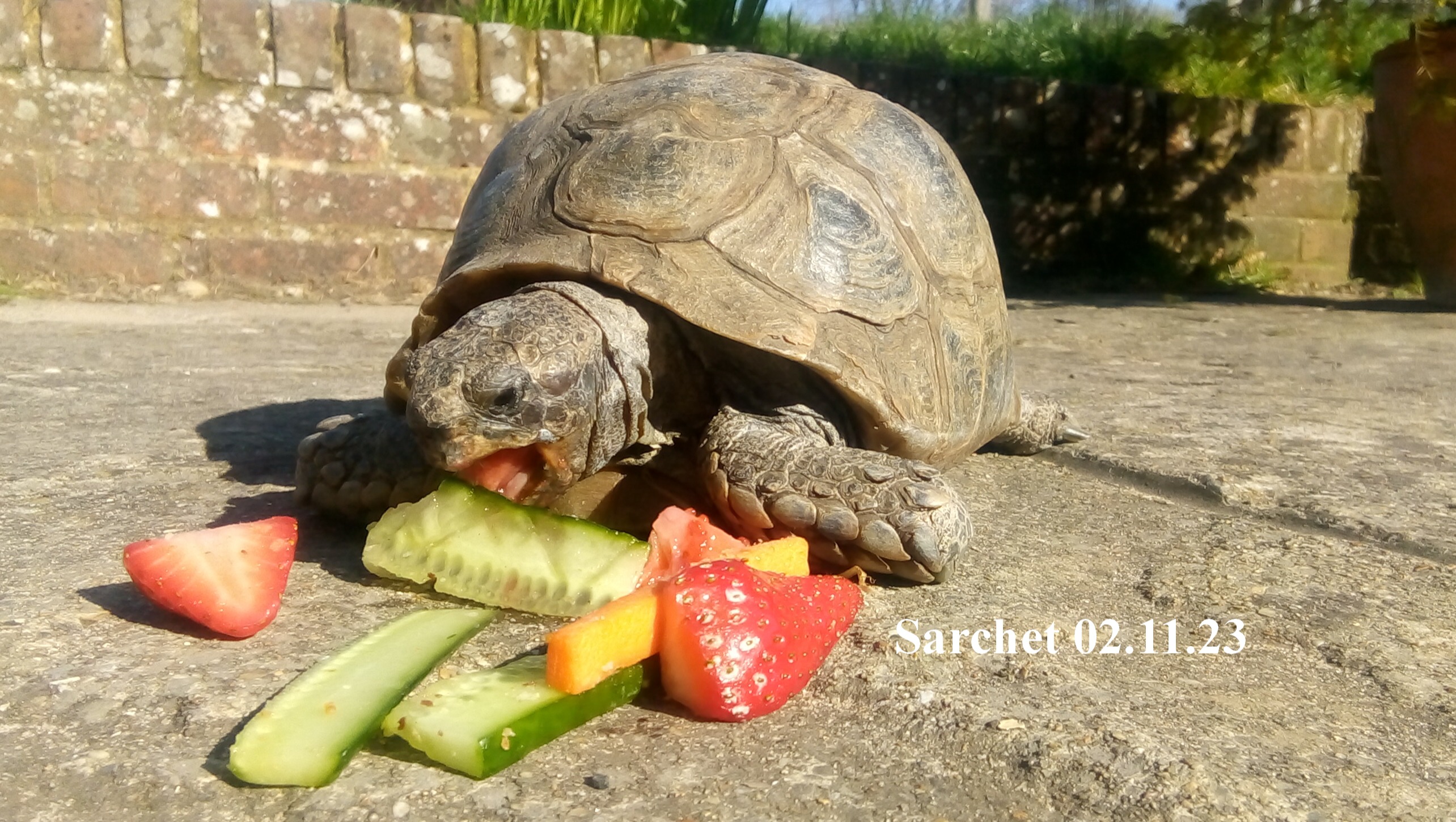 Fundraiser by Sophie Sarchet : Save Toby the Tortoise - Covering Vet Bills