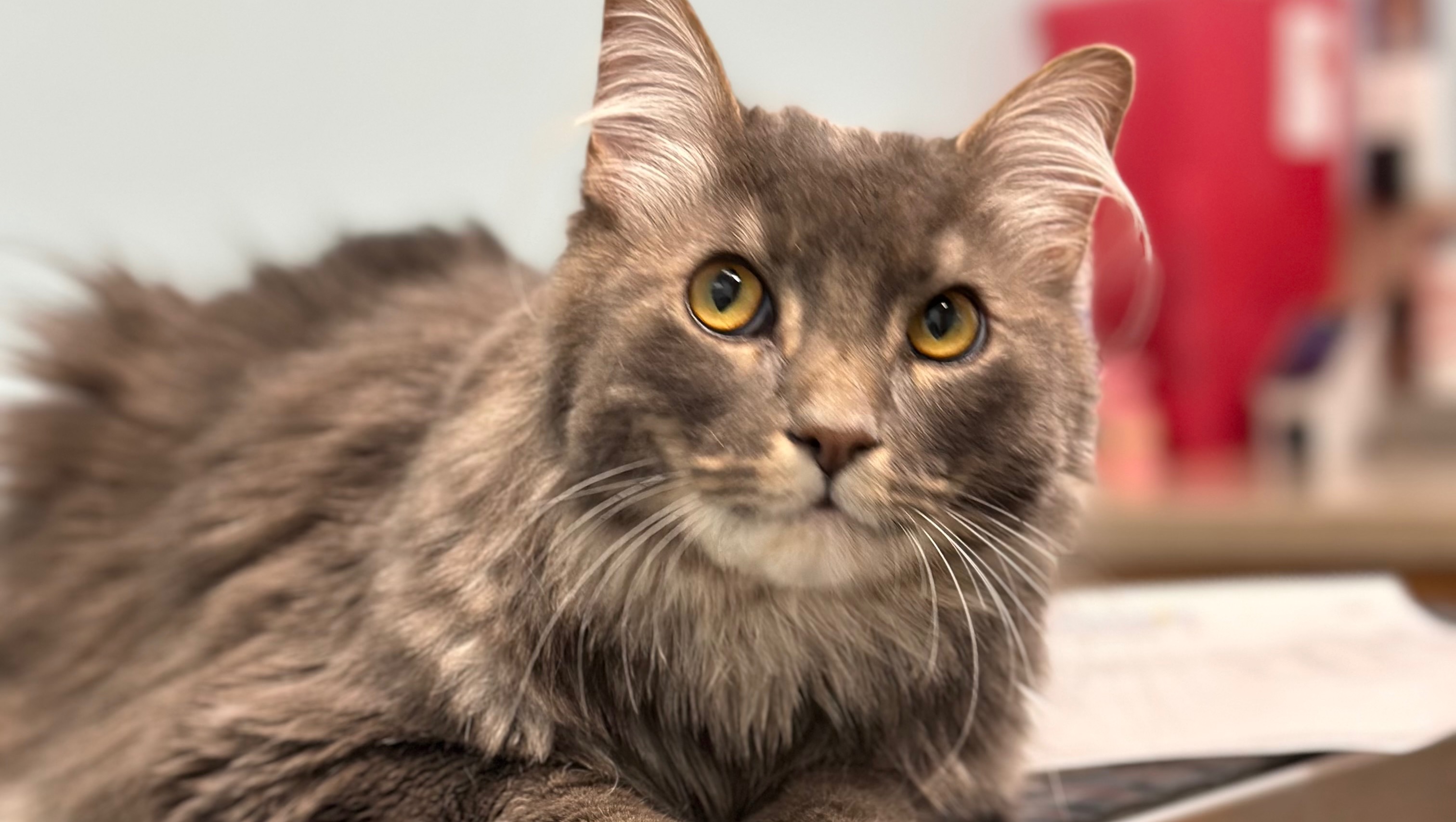 Fundraiser by Jessica Dudek : Help save Gus!