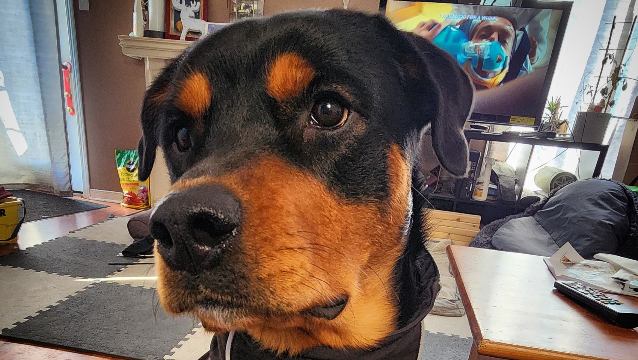 Fundraiser by A K : Frankie's CCL Surgery