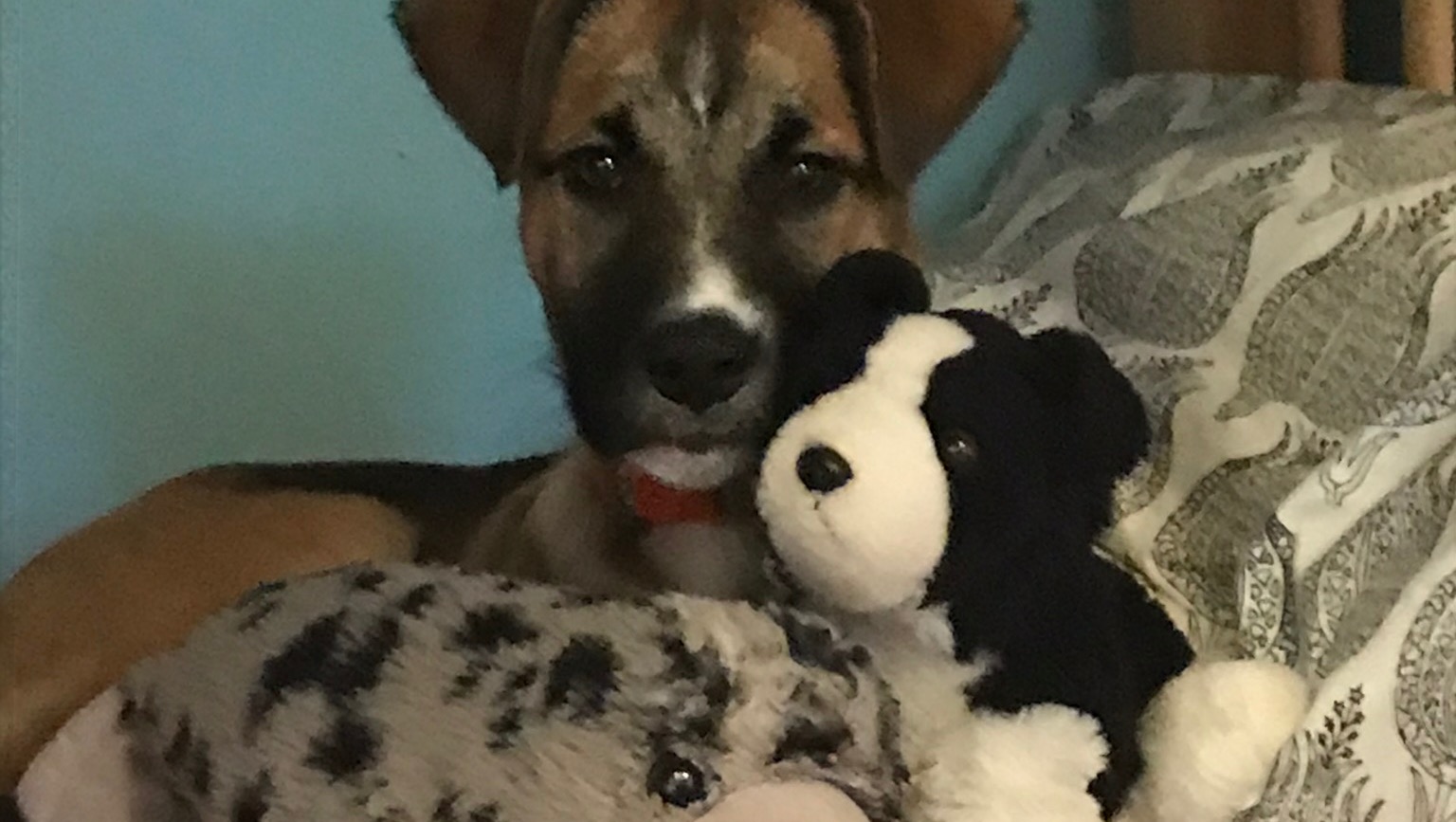 Fundraiser by Andrea Doffing : Captain Rolo’s Leg Surgery at Lakeport Vet