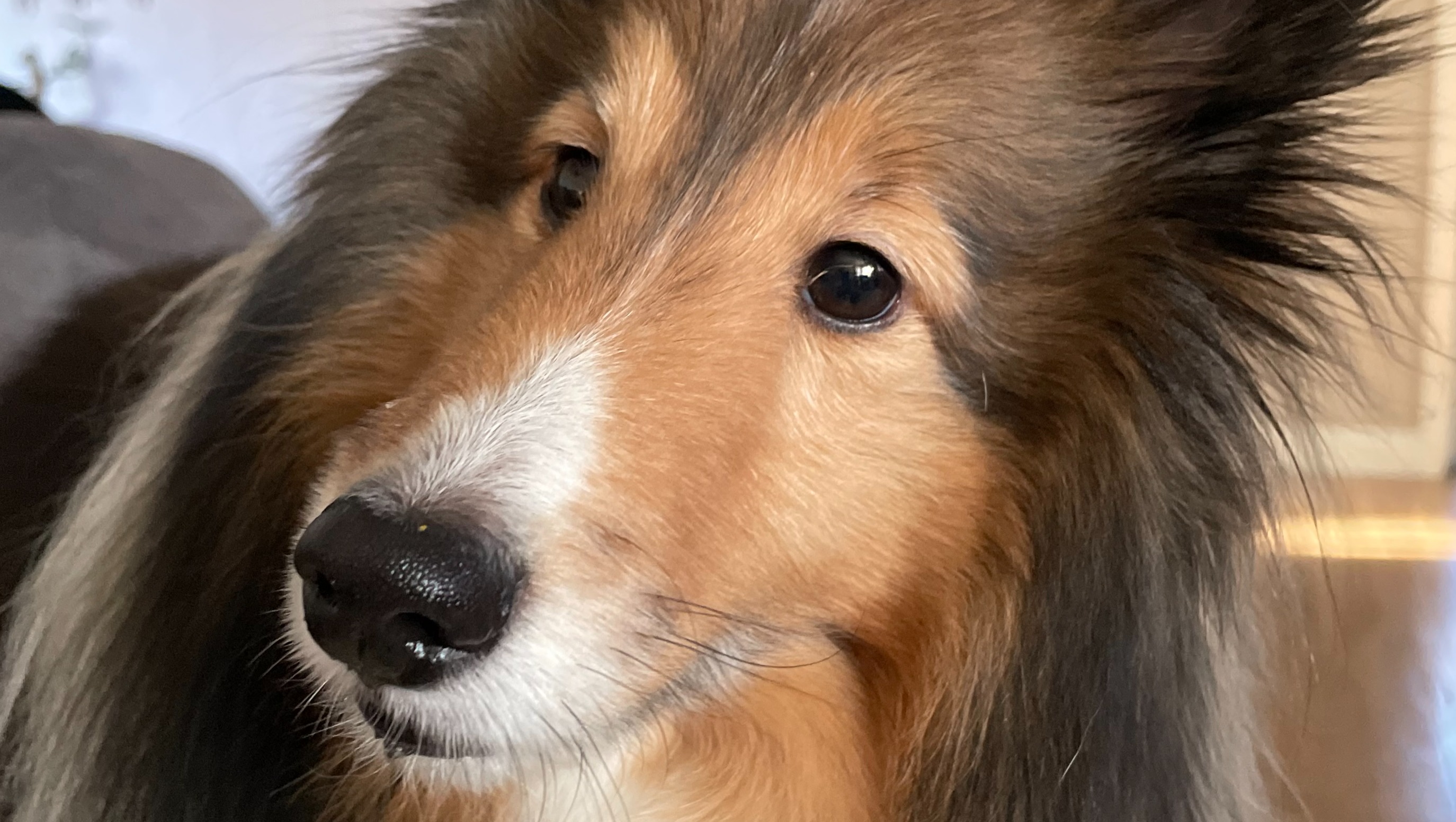 Fundraiser by Leslie Arnett : Rorie's Surgery And Any Further Therapy