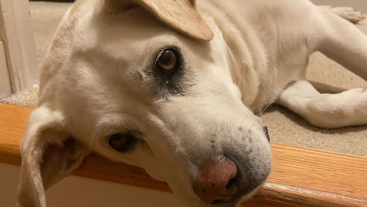 Fundraiser by Stacey Spooner : Phoebe