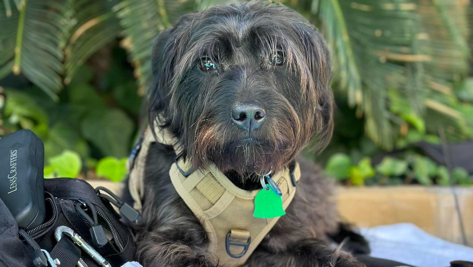 Fundraiser by Ashlye Kaczmarek : Cardiac Alert Service Dog Training for ...