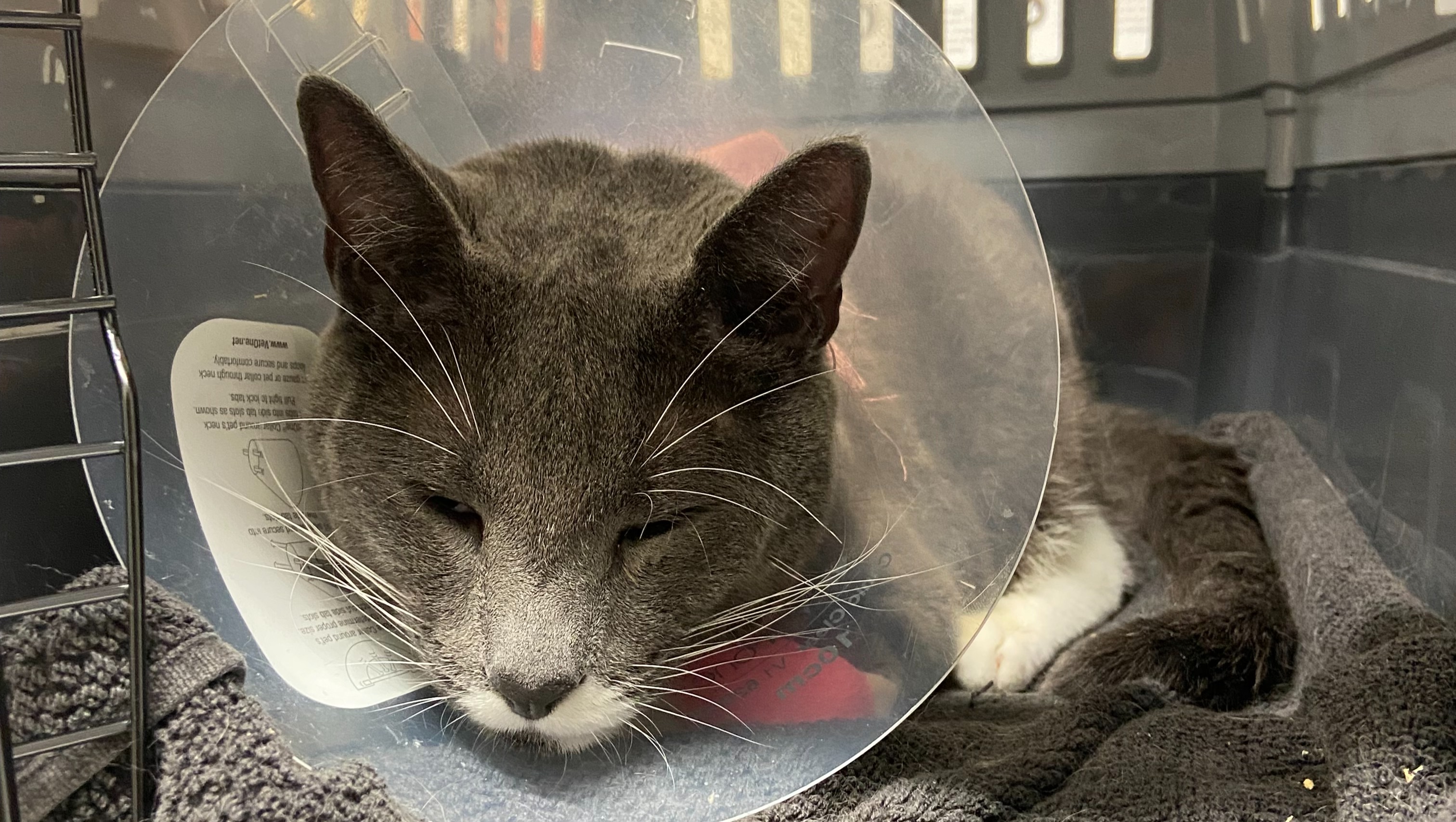 Fundraiser by Jimmy Florian : Zuko's Emergency Surgery