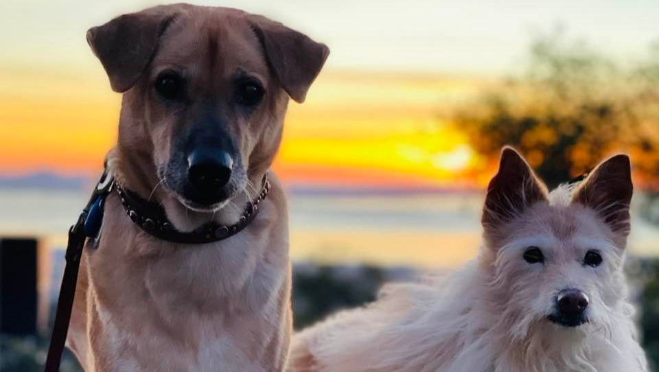 Fundraiser for Sandi Thompson by Kristin Lucey : Sam and Turtle