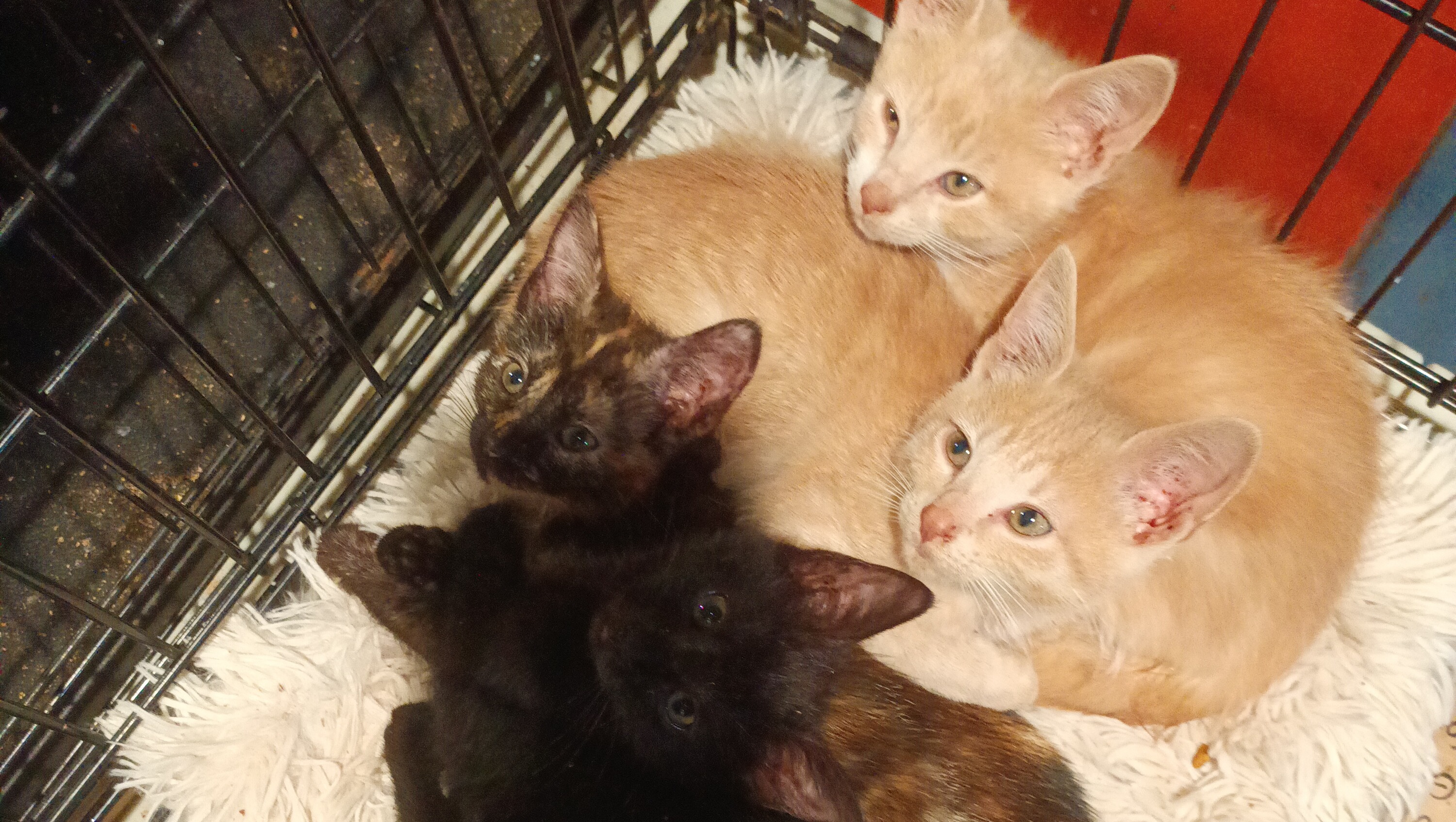 Fundraiser by L.C. Warner : Lauren's Lost Cats Foster-based Rescue