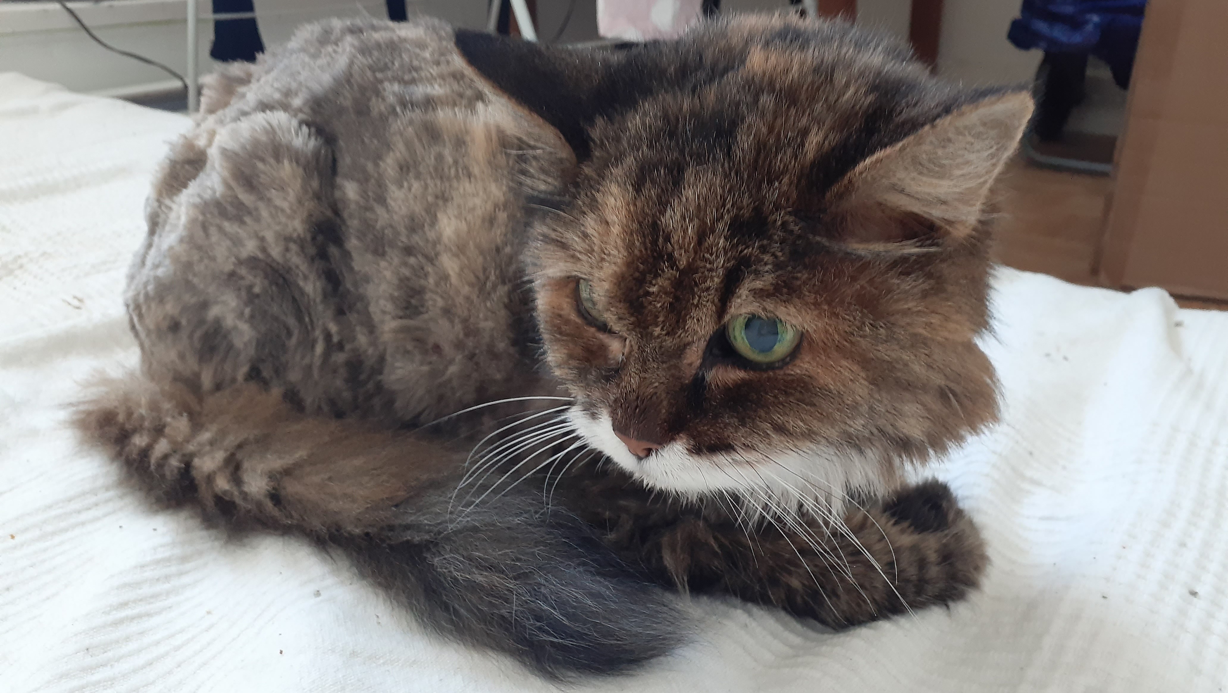 Fundraiser by LAWRENCE PINSKY : PLEASE HELP!! NOW PUSHING TO MEET FINAL ...