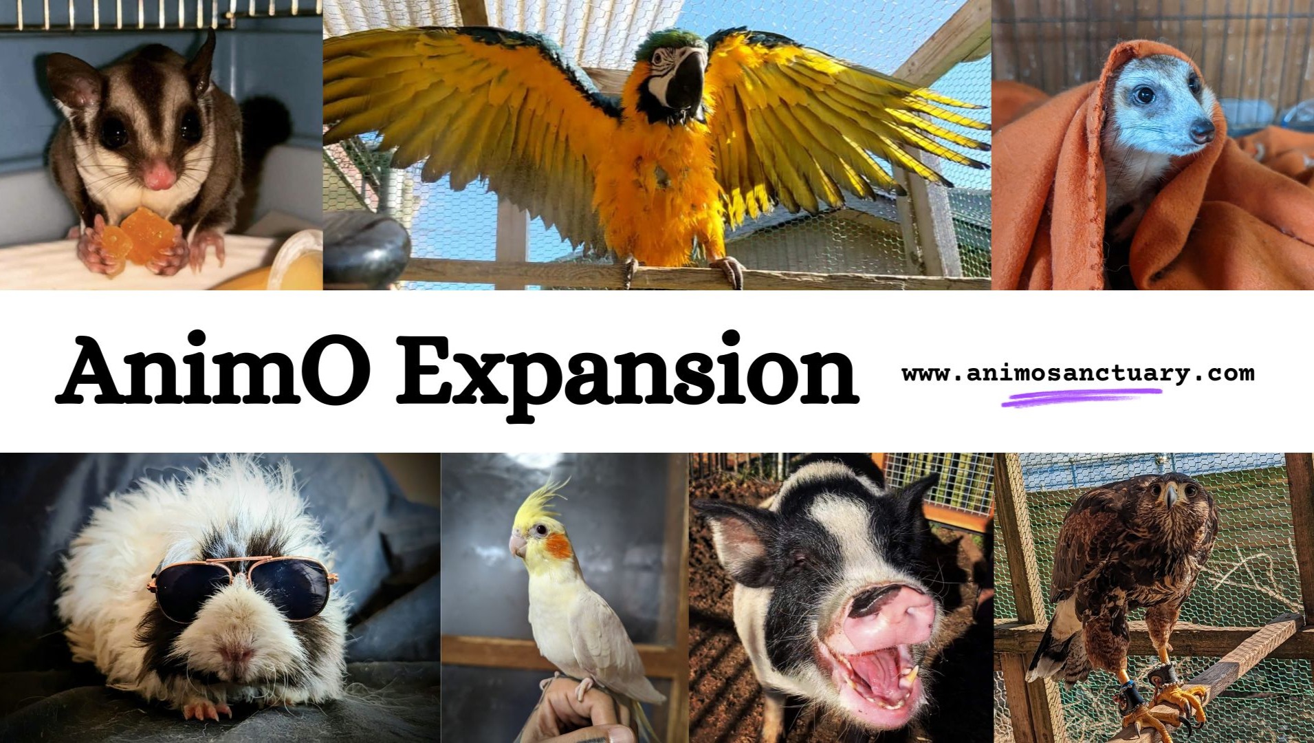 Fundraiser for AmimO Sanctuary by Heather Yoder : Help AnimO Animal ...